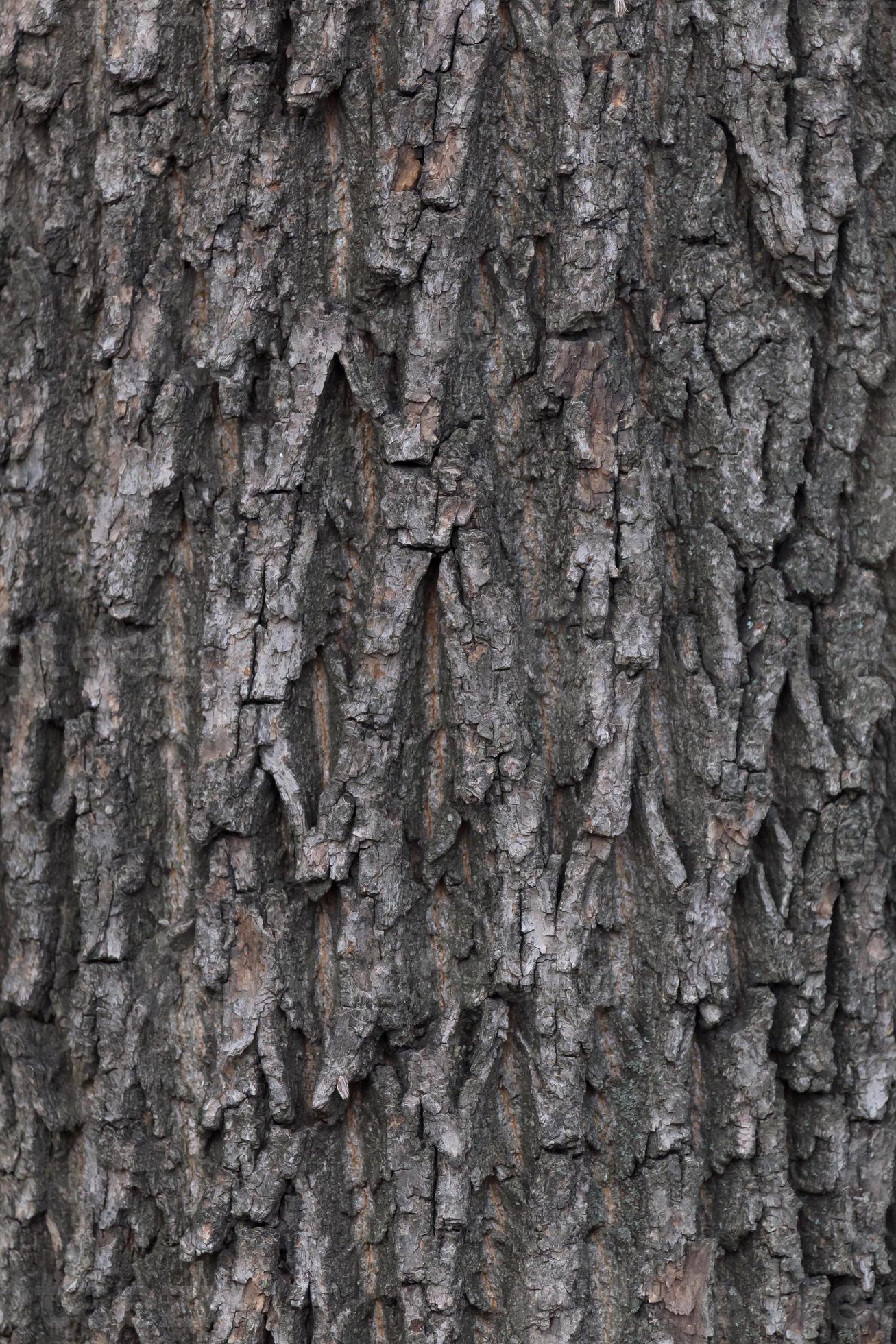 close up of oak tree trunk 22321033 Stock Photo at Vecteezy