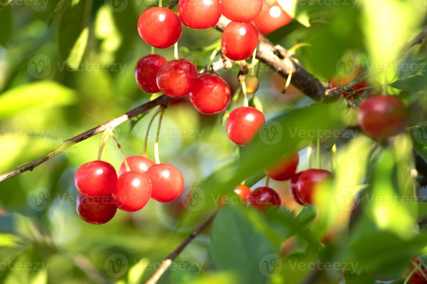 red ripe heart cherries hanging on the branch of a cherry tree ...