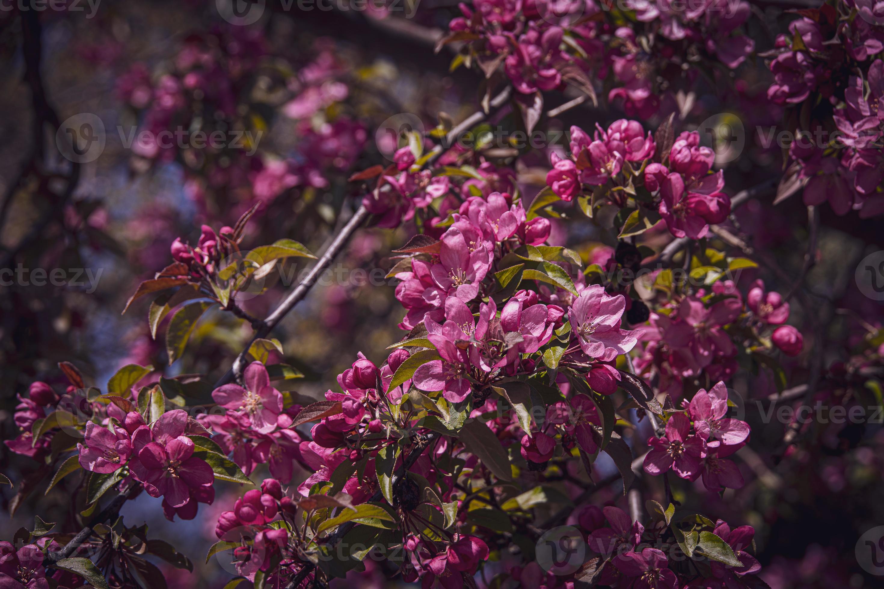 flowering fruit tree with pink flowers and green leaves in the garden ...
