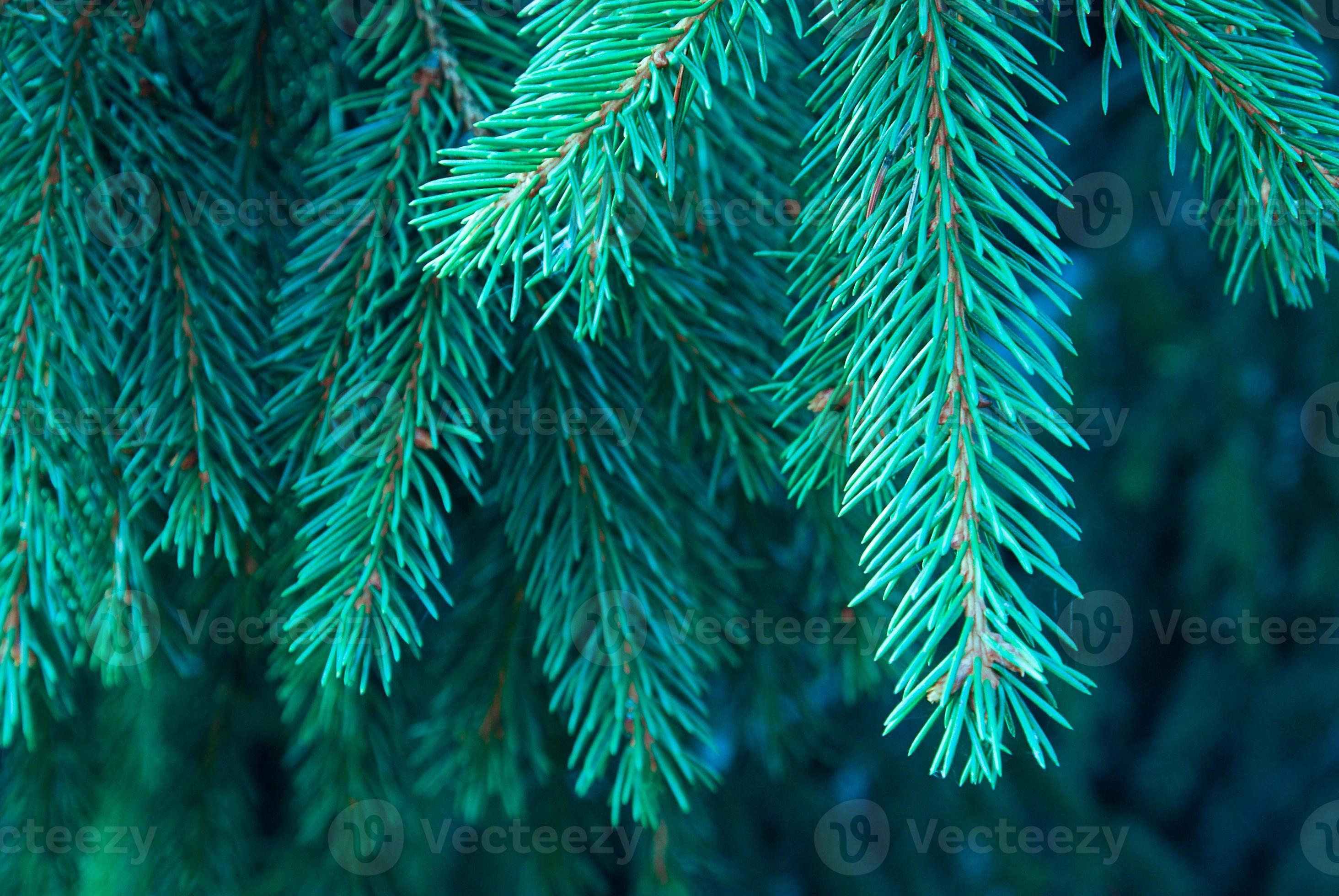 Background of fir tree branches 22340211 Stock Photo at Vecteezy