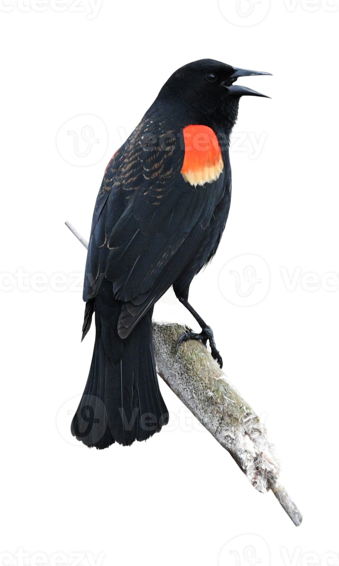 Bird Red-Winged Blackbird on a blank background 22417842 PNG