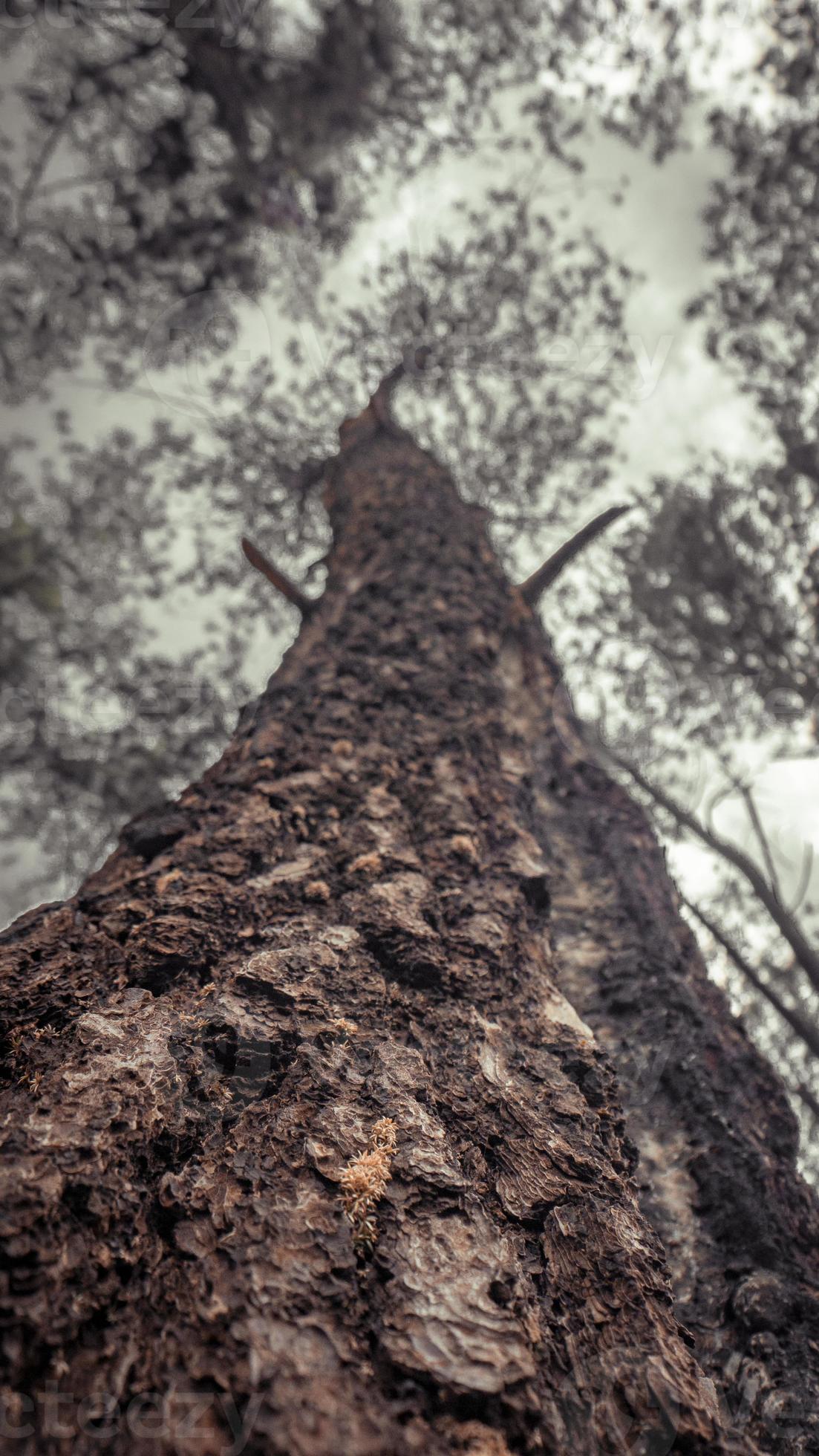 Texture and surface of pine tree trunk when rain season on Jepara ...