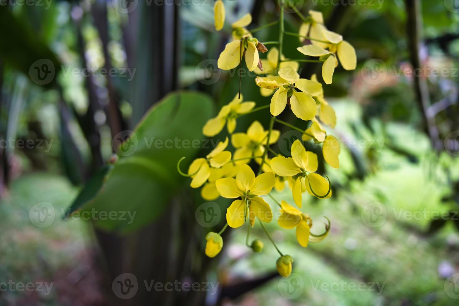 Golden shower flowers blooming inside the botanical garden, Mahe ... Golden shower flowers blooming inside the botanical garden, Mahe ...