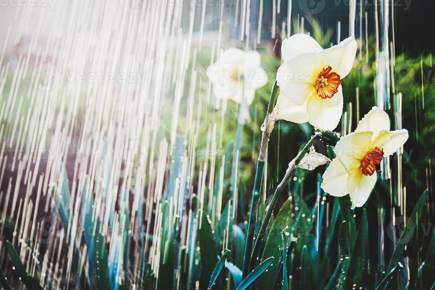 April Showers Bring May Flowers Stock Photos, Images and Backgrounds for Free Download