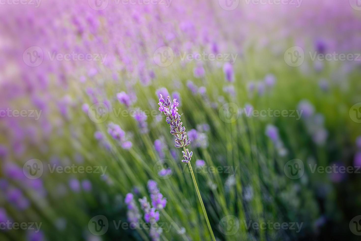 purple lavender flower growing in a warm green summer garden in the ... purple lavender flower growing in a warm green summer garden in the ...