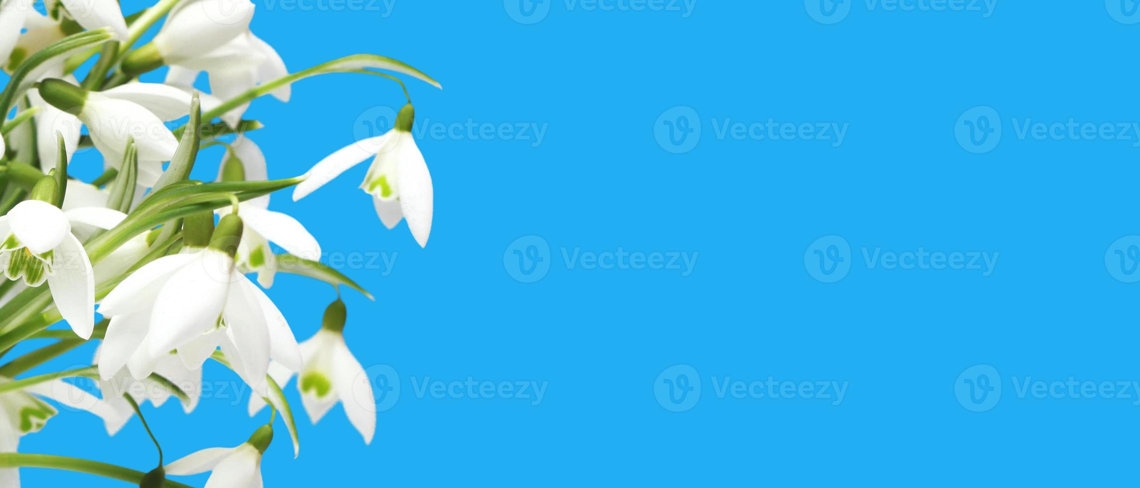 Lots of snowdrops in the first days of spring 22467937 Stock Photo at Vecteezy