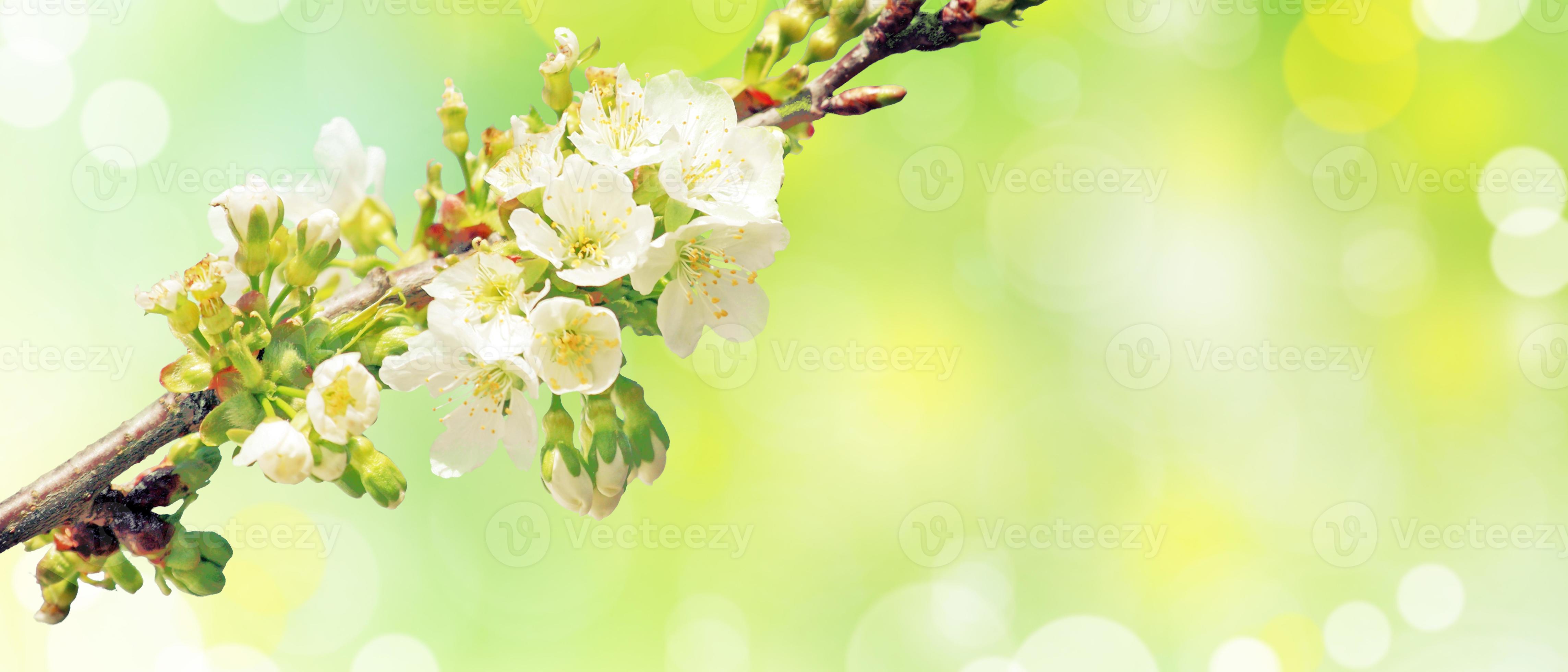 Beautiful nature view of spring flowering trees on blurred background ...