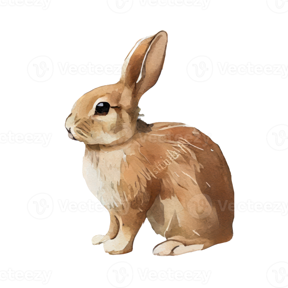 Vintage Watercolor Rabbit 22505243 PNG