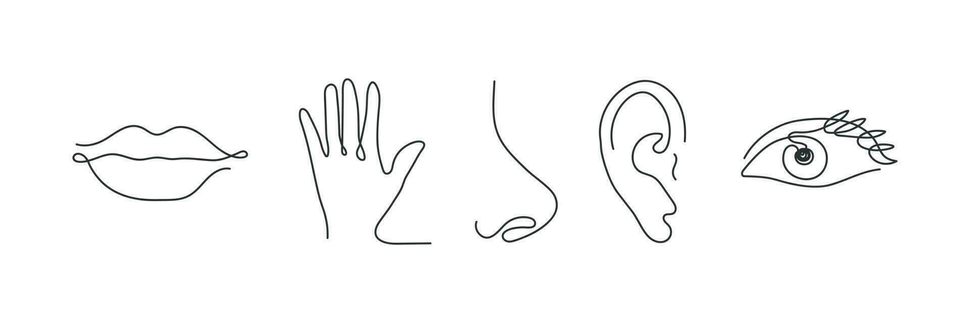 Five human senses one line drawing set. Touch, smell, taste, look, hear ... Five human senses one line drawing set. Touch, smell, taste, look, hear ...