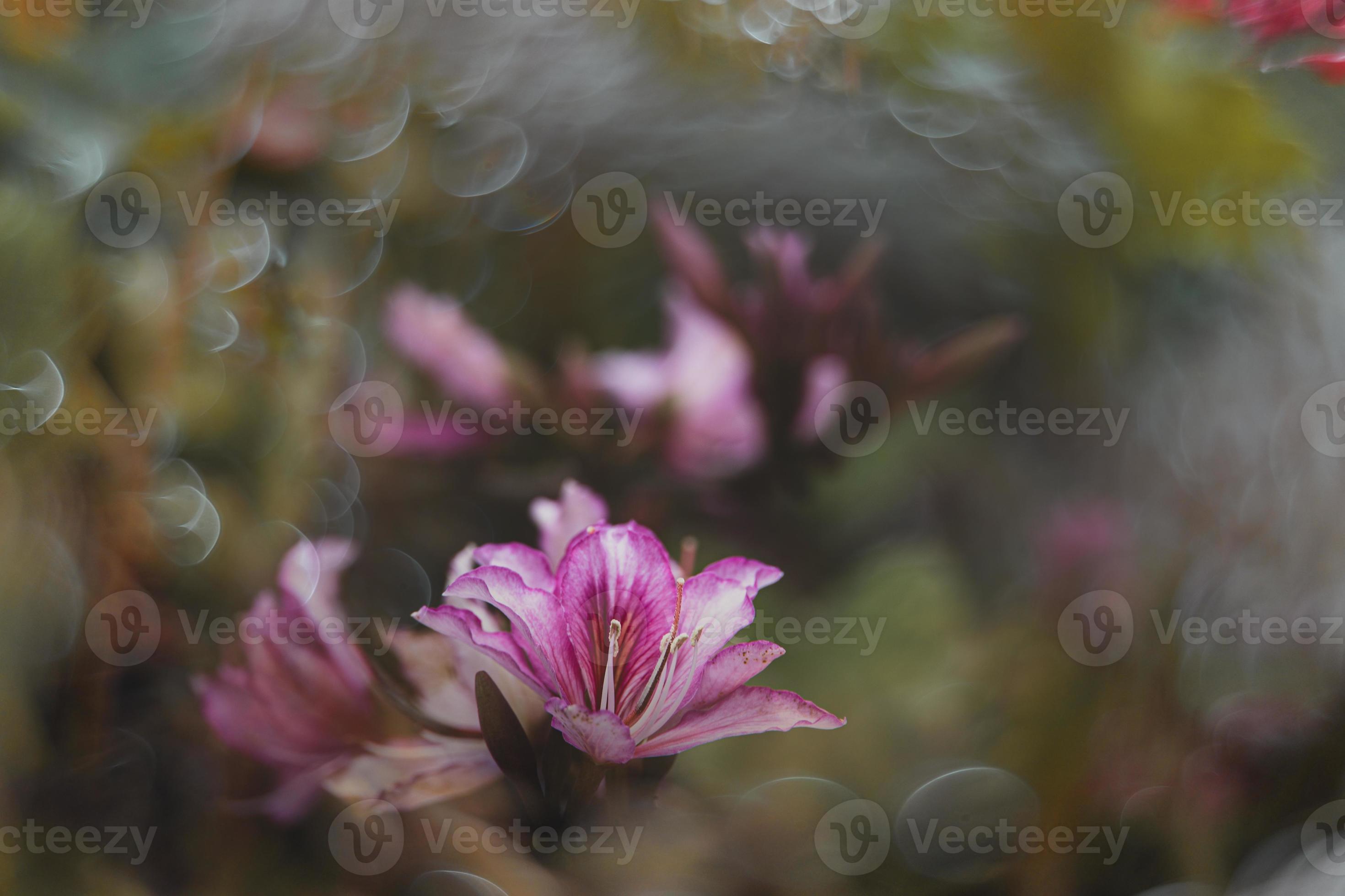 curious flowering spring tree with big flowers and bokeh 22541437 Stock ...