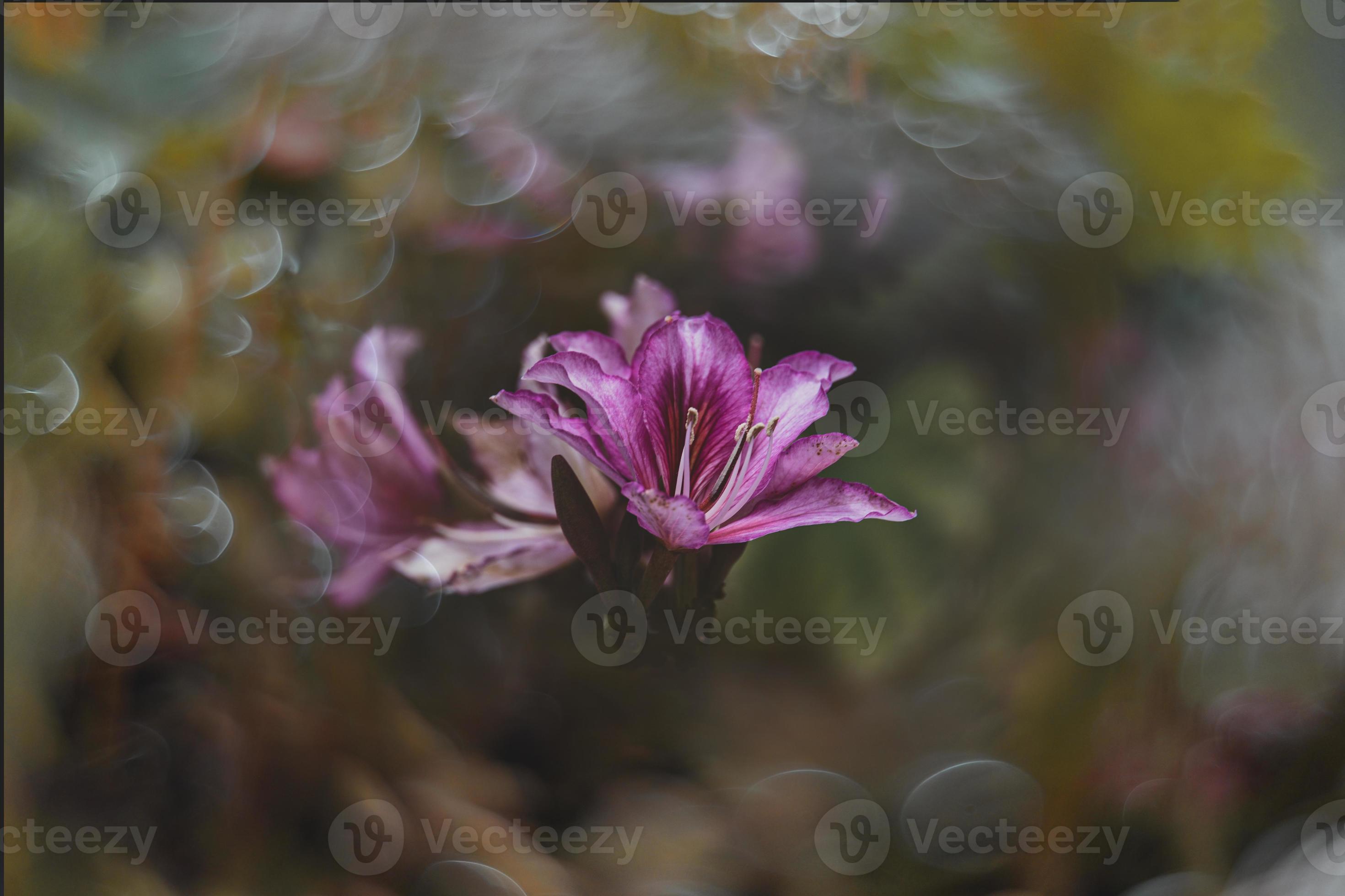 curious flowering spring tree with big flowers and bokeh 22541439 Stock ...