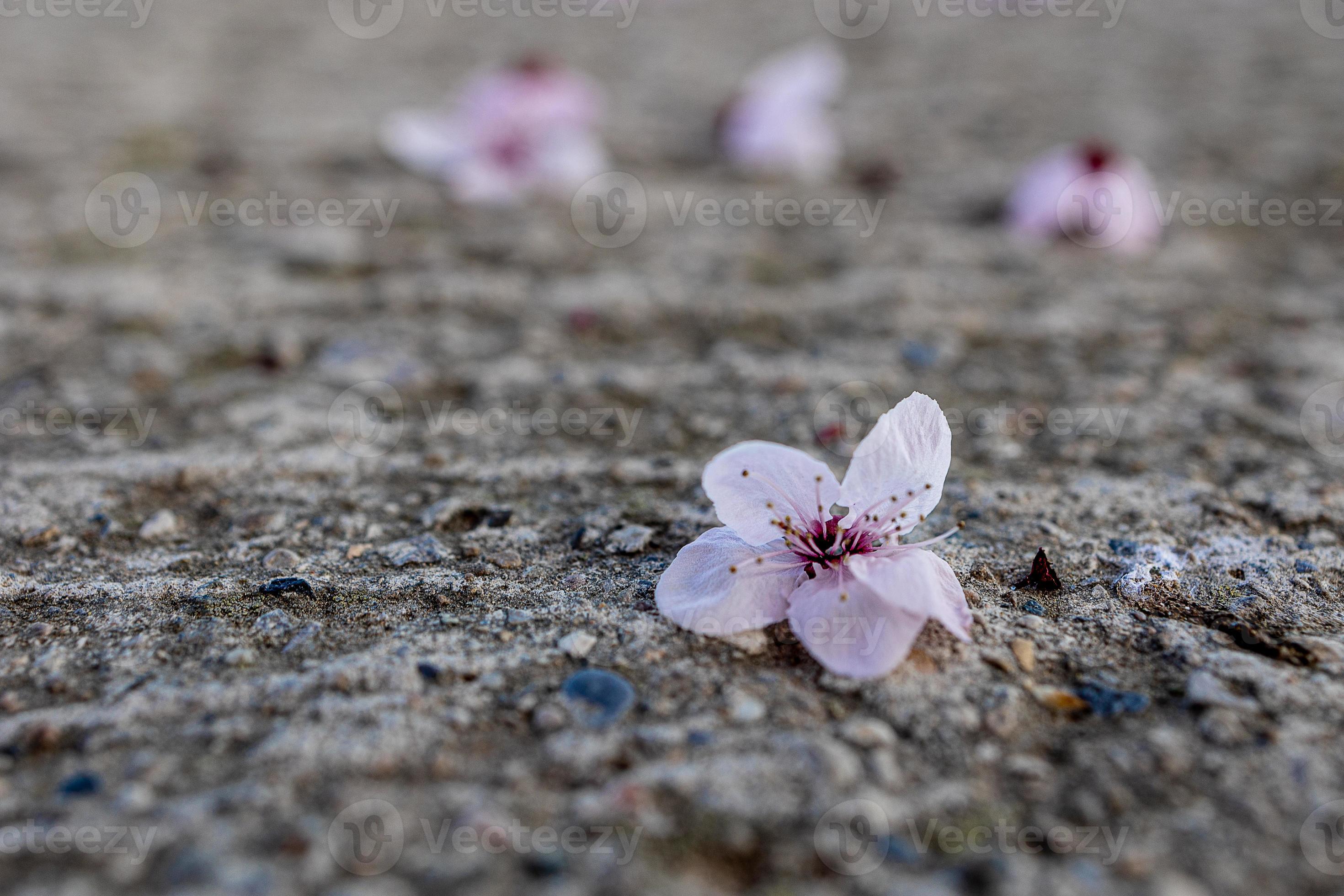 spring pink flowers of a fruit tree on a gray concrete background with ...