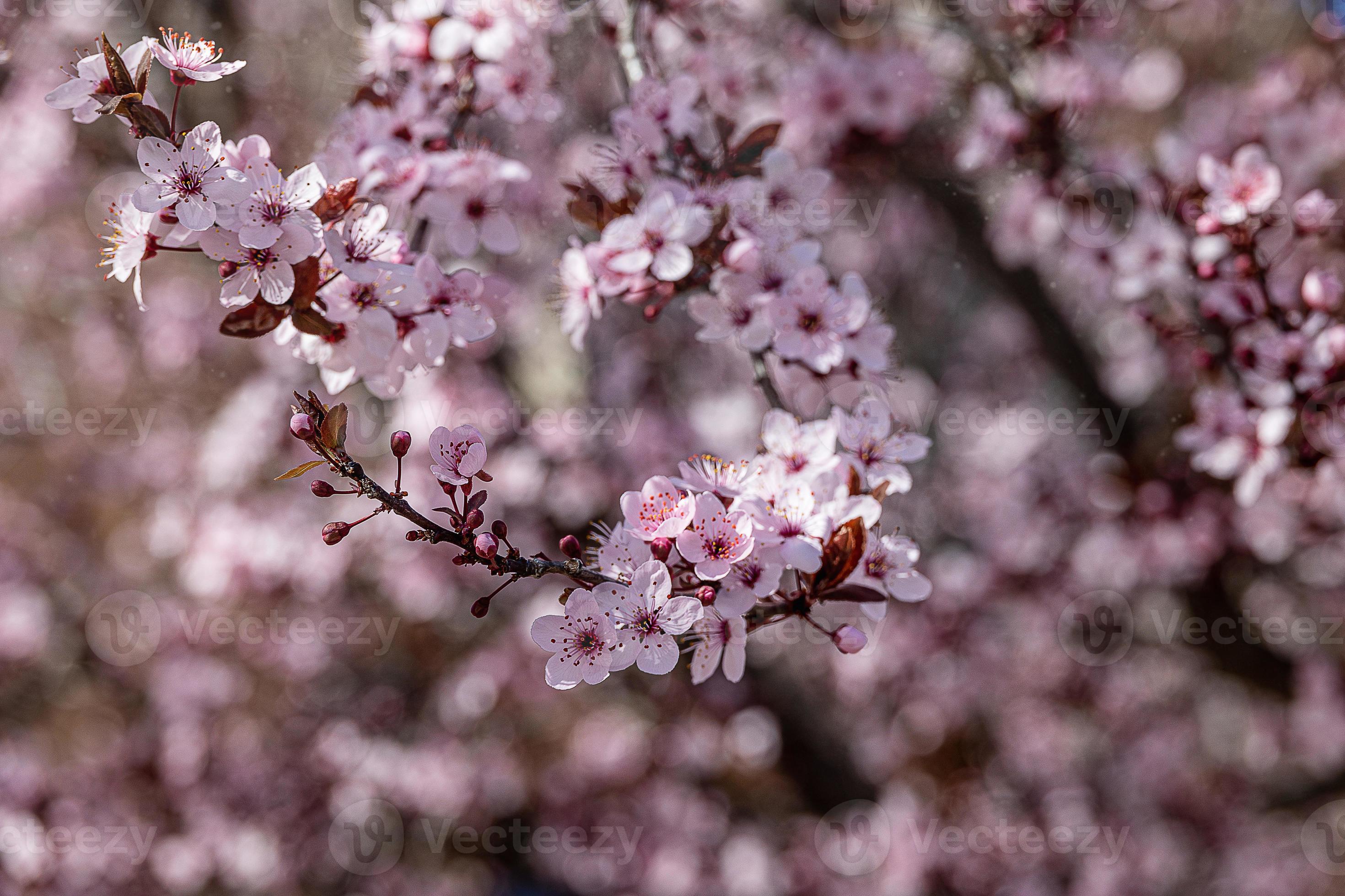 blooming fruit tree with white flowers on a sunny spring day 22541793 ...