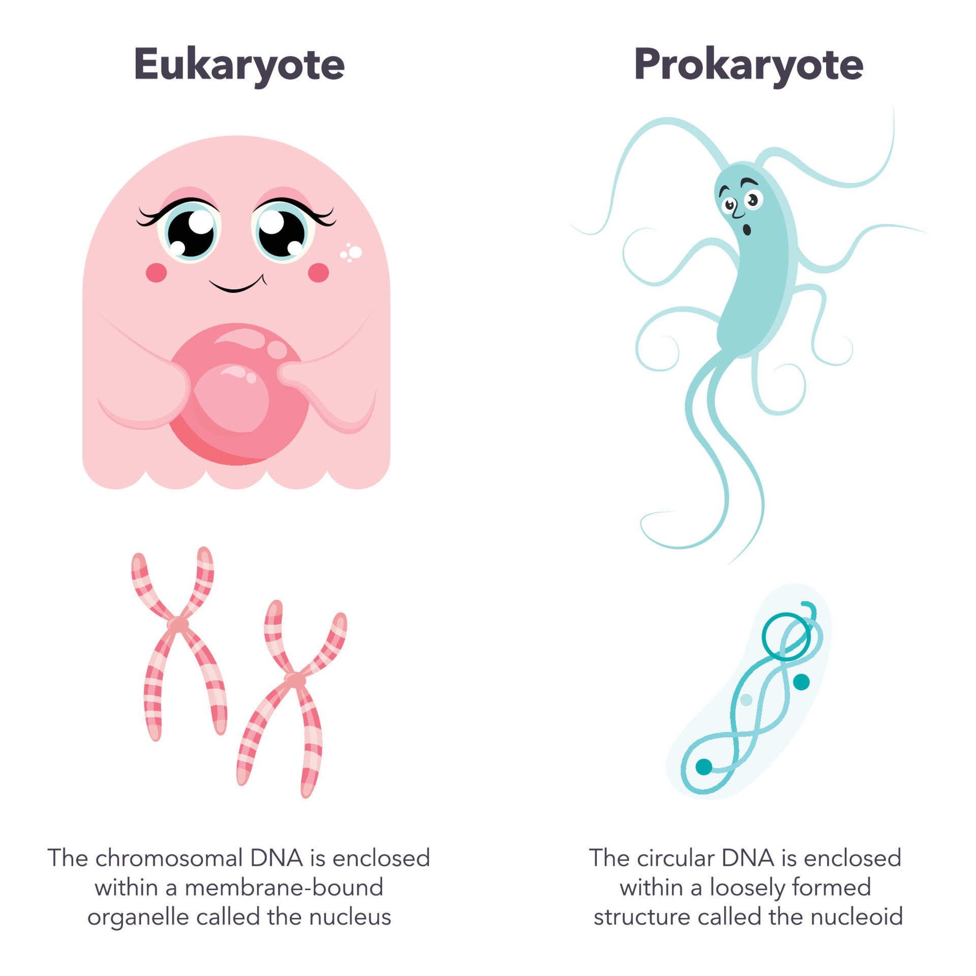 Eukaryotes versus Prokaryotes science vector illustration cartoon ... Eukaryotes versus Prokaryotes science vector illustration cartoon ...