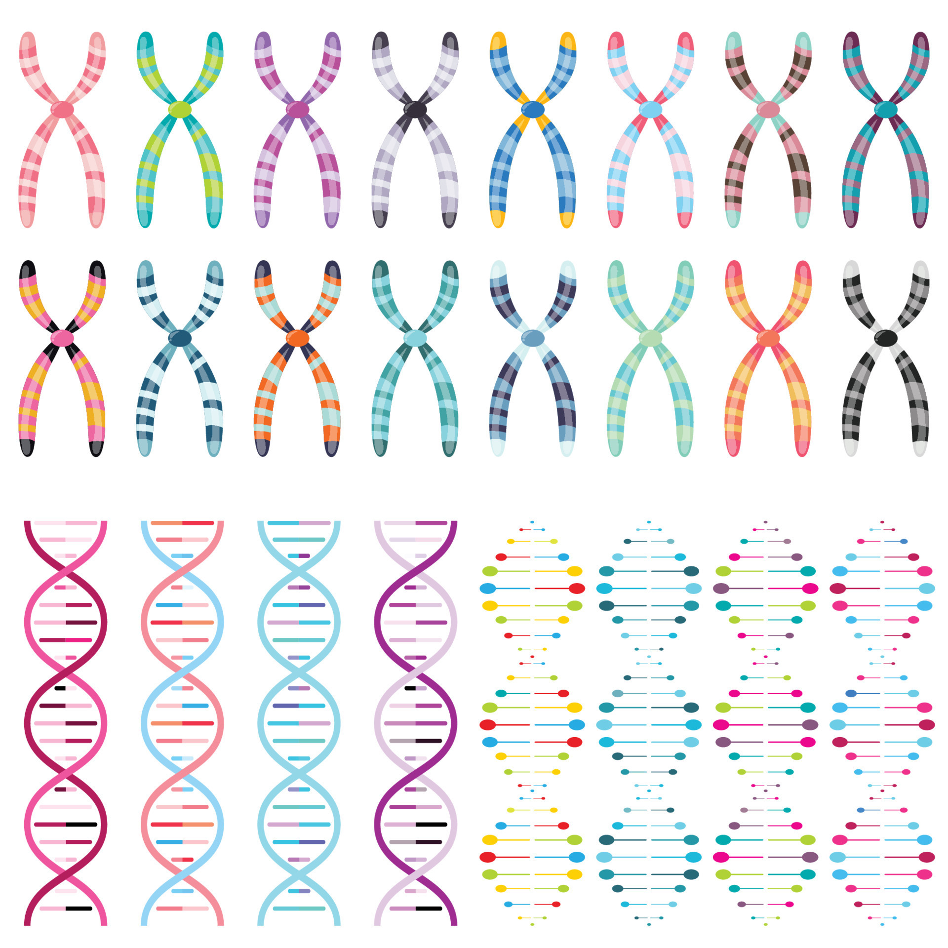 Multi-colored chromosomes and DNA Double Helices science vector ... Multi-colored chromosomes and DNA Double Helices science vector ...