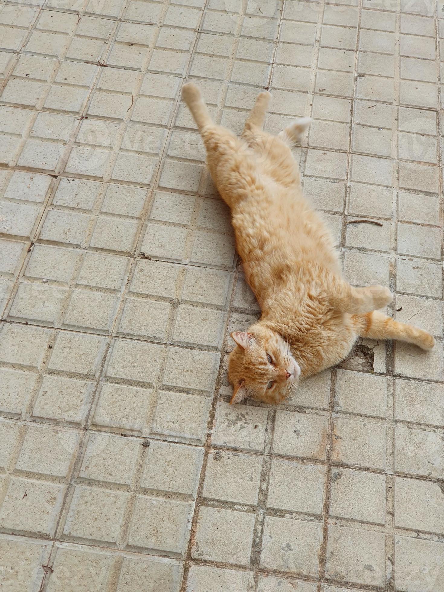 ginger cat lounging on the concrete pavement on a warm afternoon ...