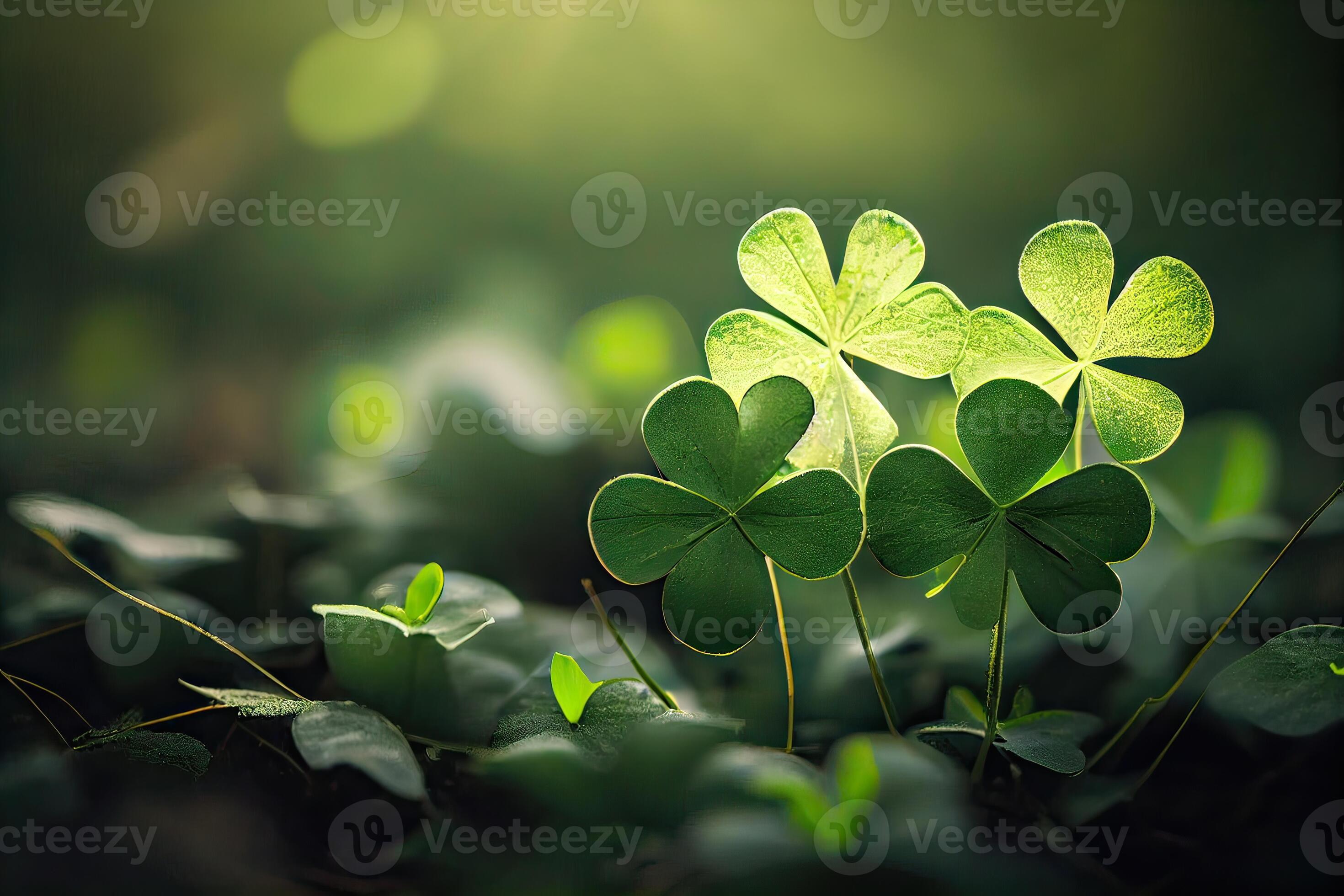 Four Leaf Clovers In Grass Against Blurred Natural Background Green Clover Leaves Stpatrick