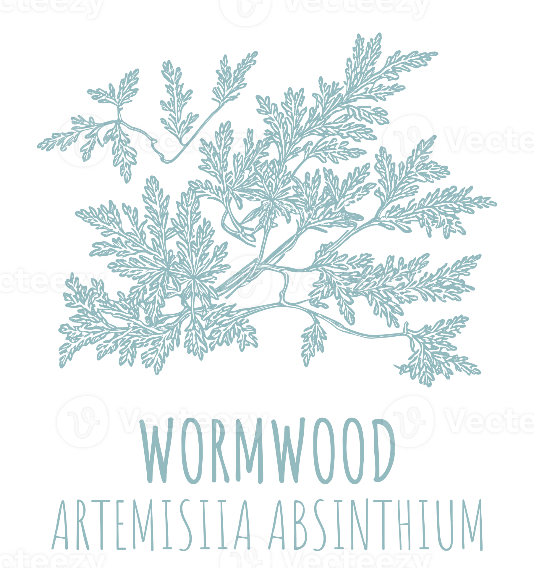 Vector Drawings Of Wormwood The Image Was Created Using Generative AI vector-drawings-of-wormwood-the-image-was-created-using-generative-ai