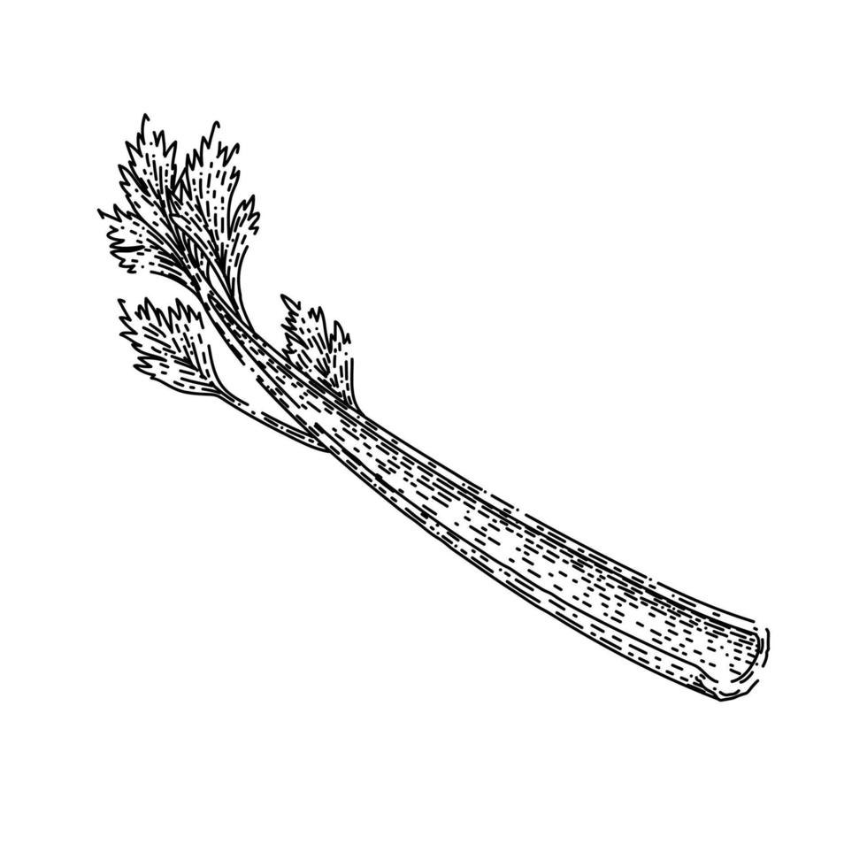 celery vegetable sketch hand drawn vector 22610613 Vector Art at Vecteezy celery vegetable sketch hand drawn vector 22610613 Vector Art at Vecteezy