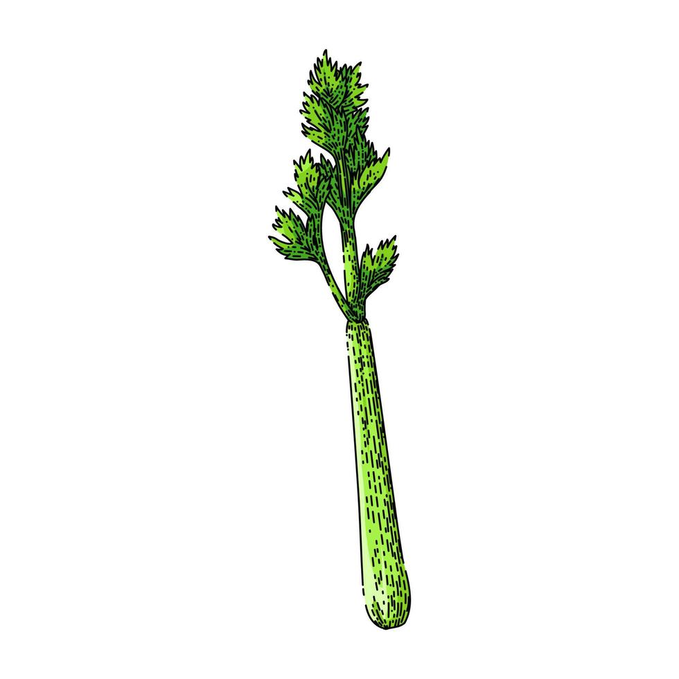 celery leaf sketch hand drawn vector 22610614 Vector Art at Vecteezy celery leaf sketch hand drawn vector 22610614 Vector Art at Vecteezy