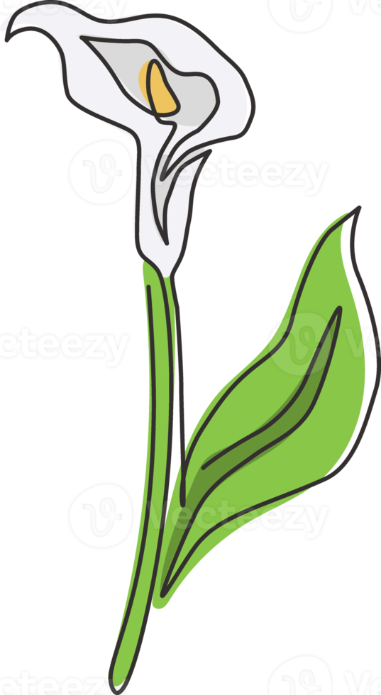 Single Continuous Line Drawing Of Beauty Fresh Zantedeschia For Home