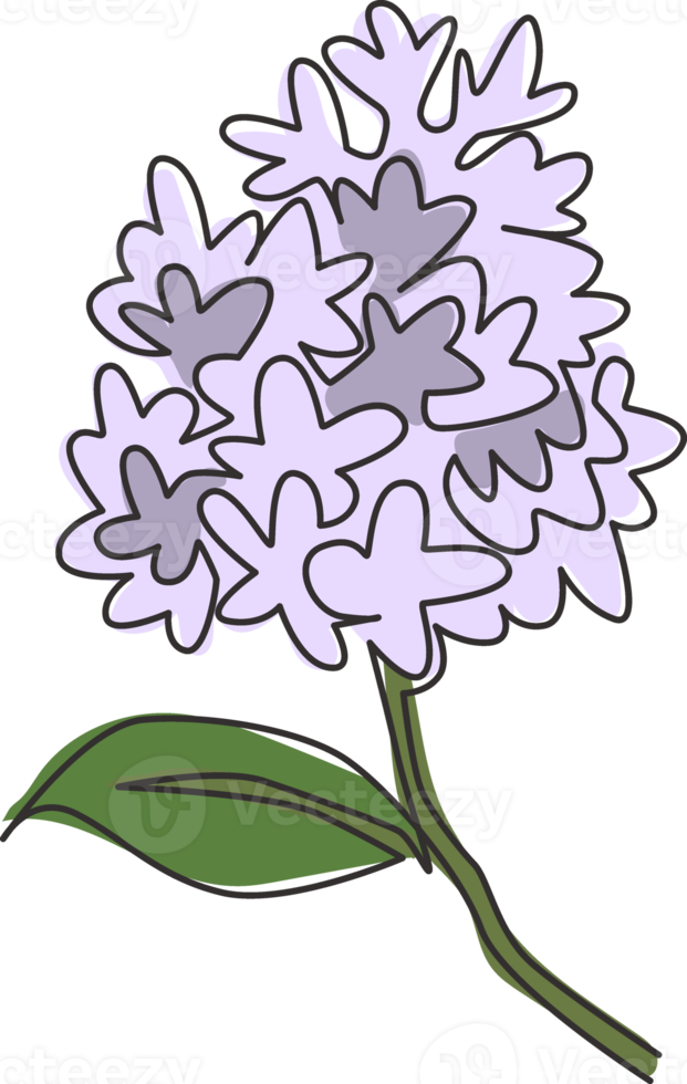 One Continuous Line Drawing Beauty Fresh Syringa Vulgaris For Garden