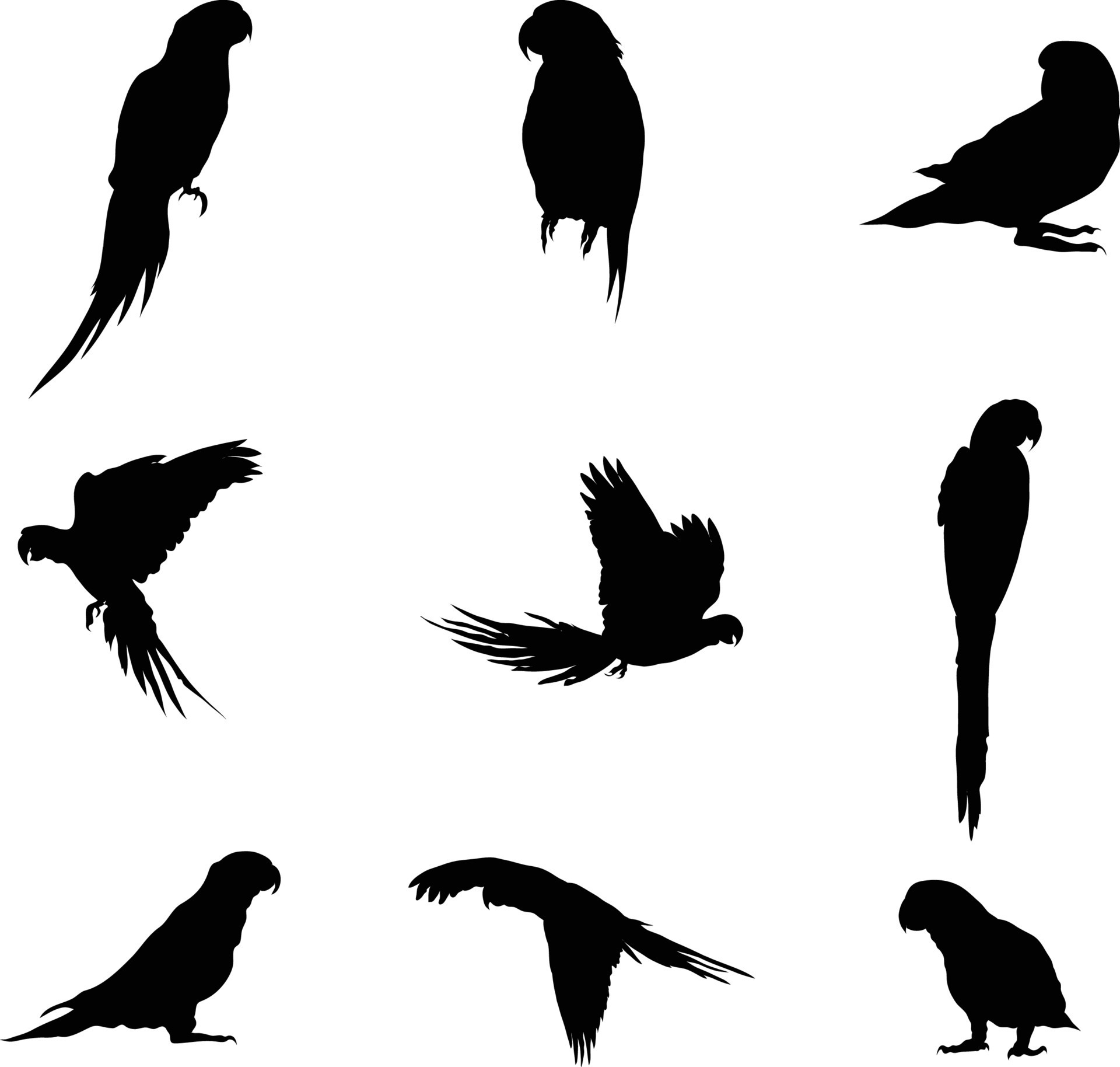 A Collection Of Parrots For Artwork Compositions 22653860 Vector Art At Vecteezy