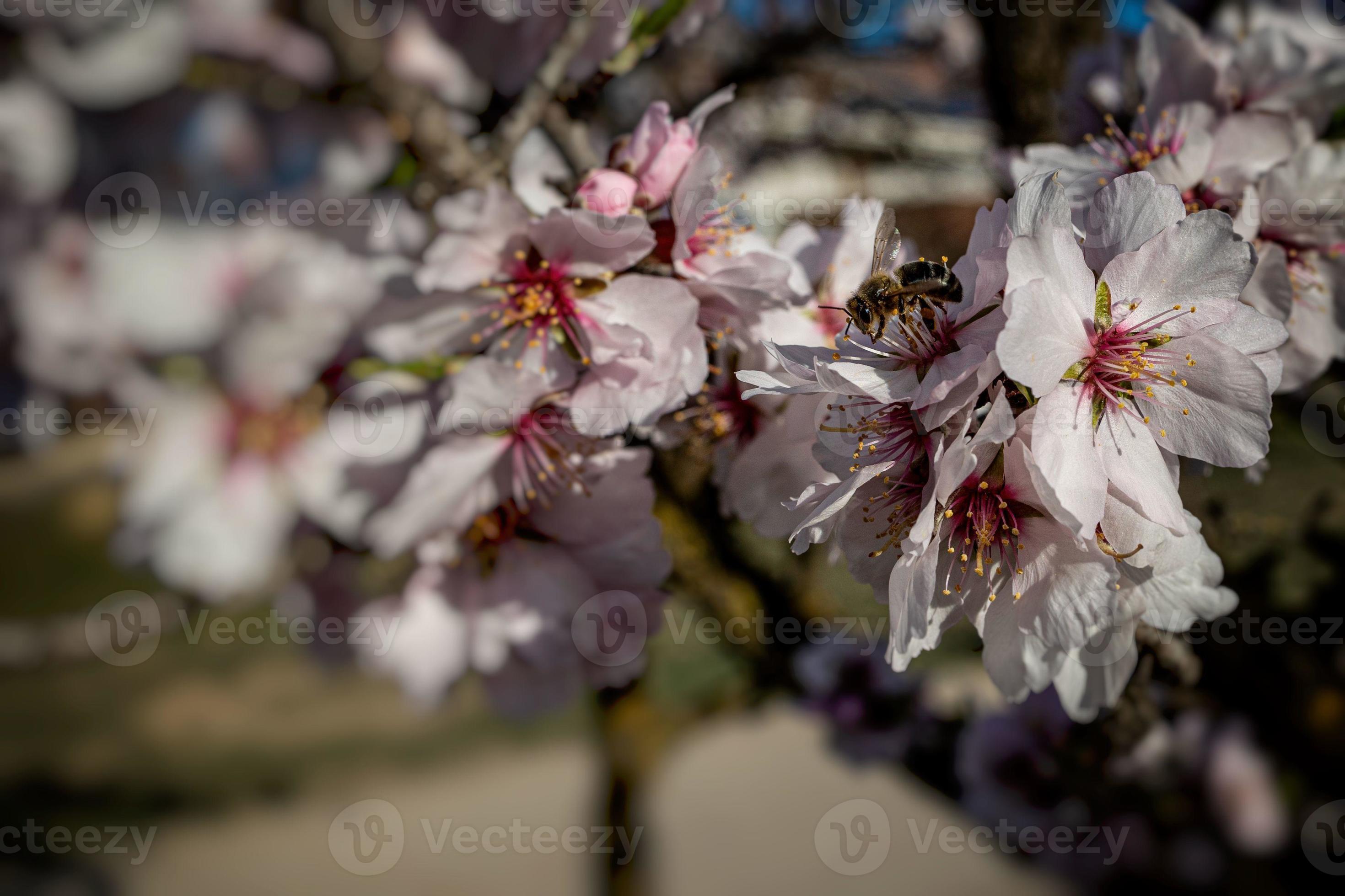 blooming fruit tree with white flowers on a sunny spring day 22657500 ...