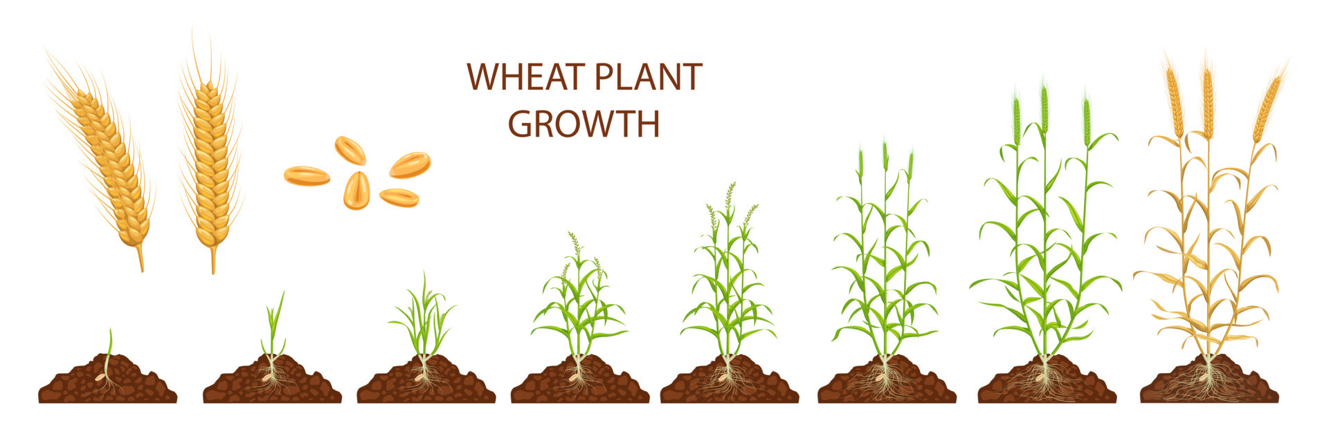 Wheat growth stages, life cycle of cereal plants 22665607 Vector Art at ... Wheat growth stages, life cycle of cereal plants 22665607 Vector Art at ...