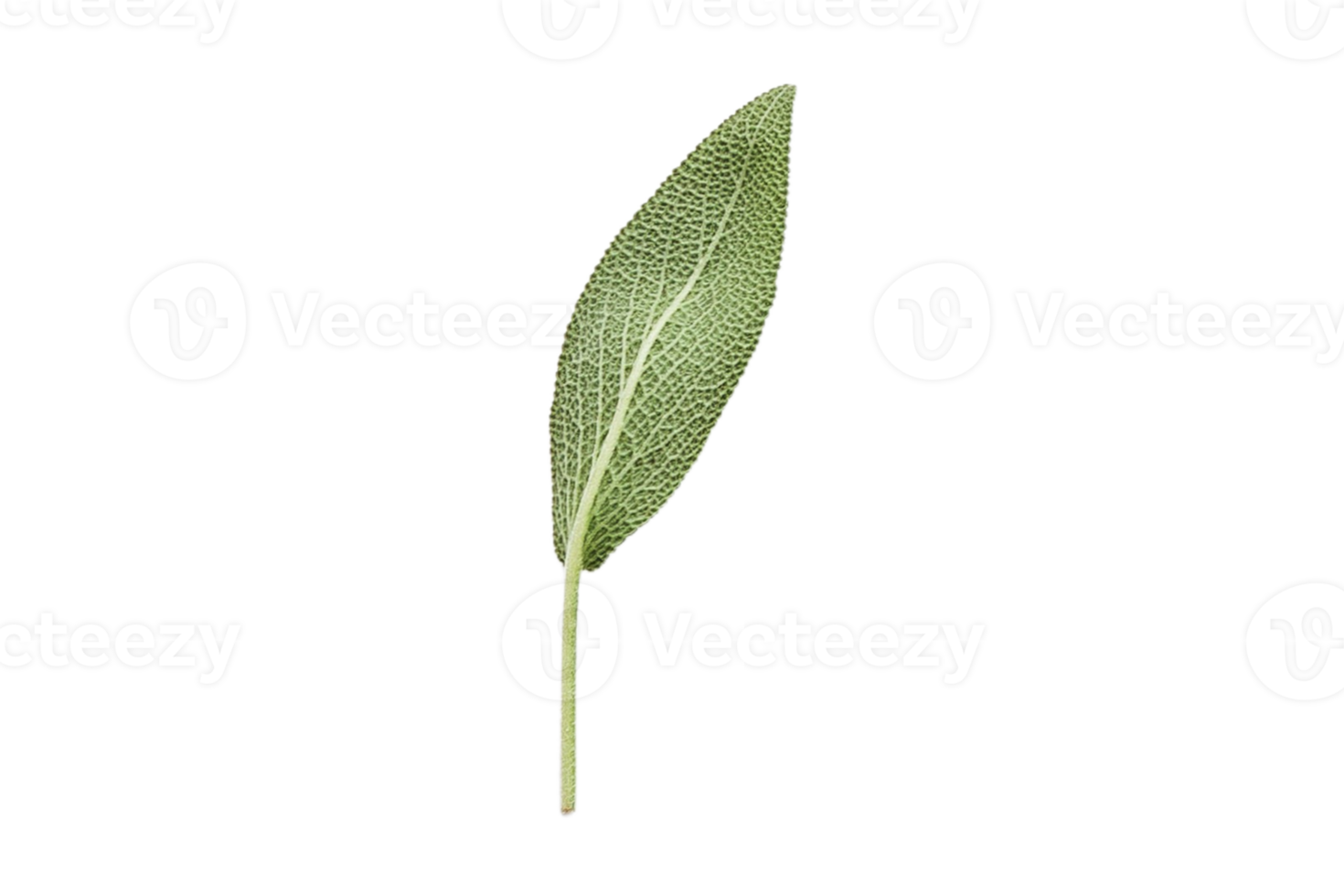 Sage leaf isolated on a transparent background 22697014 PNG Sage leaf isolated on a transparent background 22697014 PNG