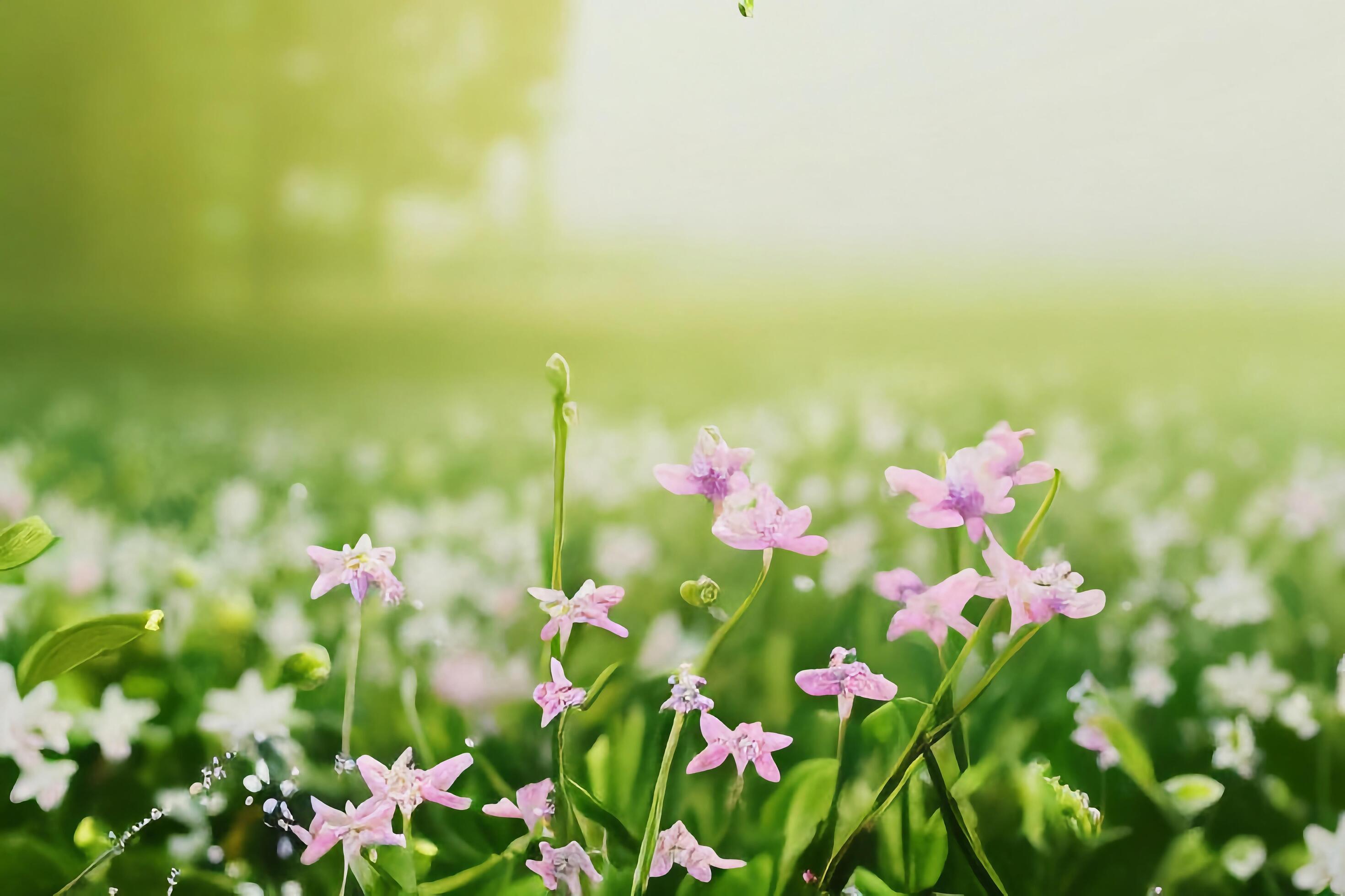 The spring flower field with . 22698079 Stock Photo at Vecteezy
