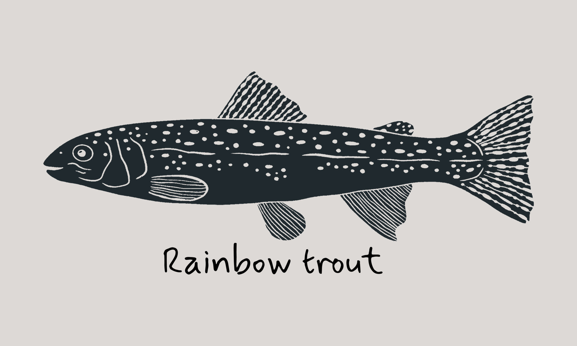 Hand drawn rainbow trout fish in sketch style. Simple vector isolated ...