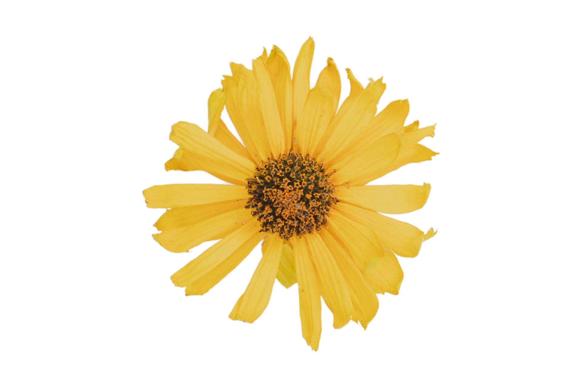 Yellow flower isolated on a transparent background 22749392 PNG Yellow flower isolated on a transparent background 22749392 PNG