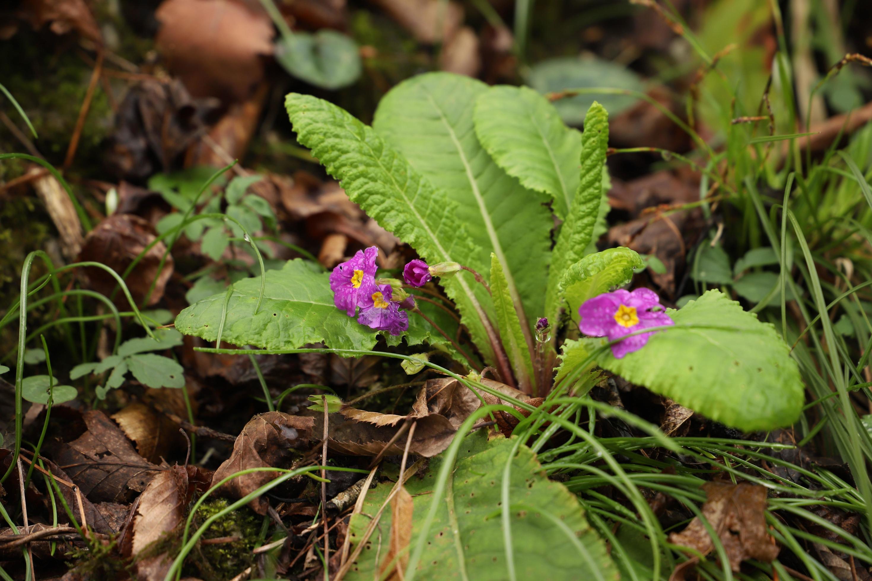 Purple flowers wild primula sprout between the grass in early spring in the mountain forest ...