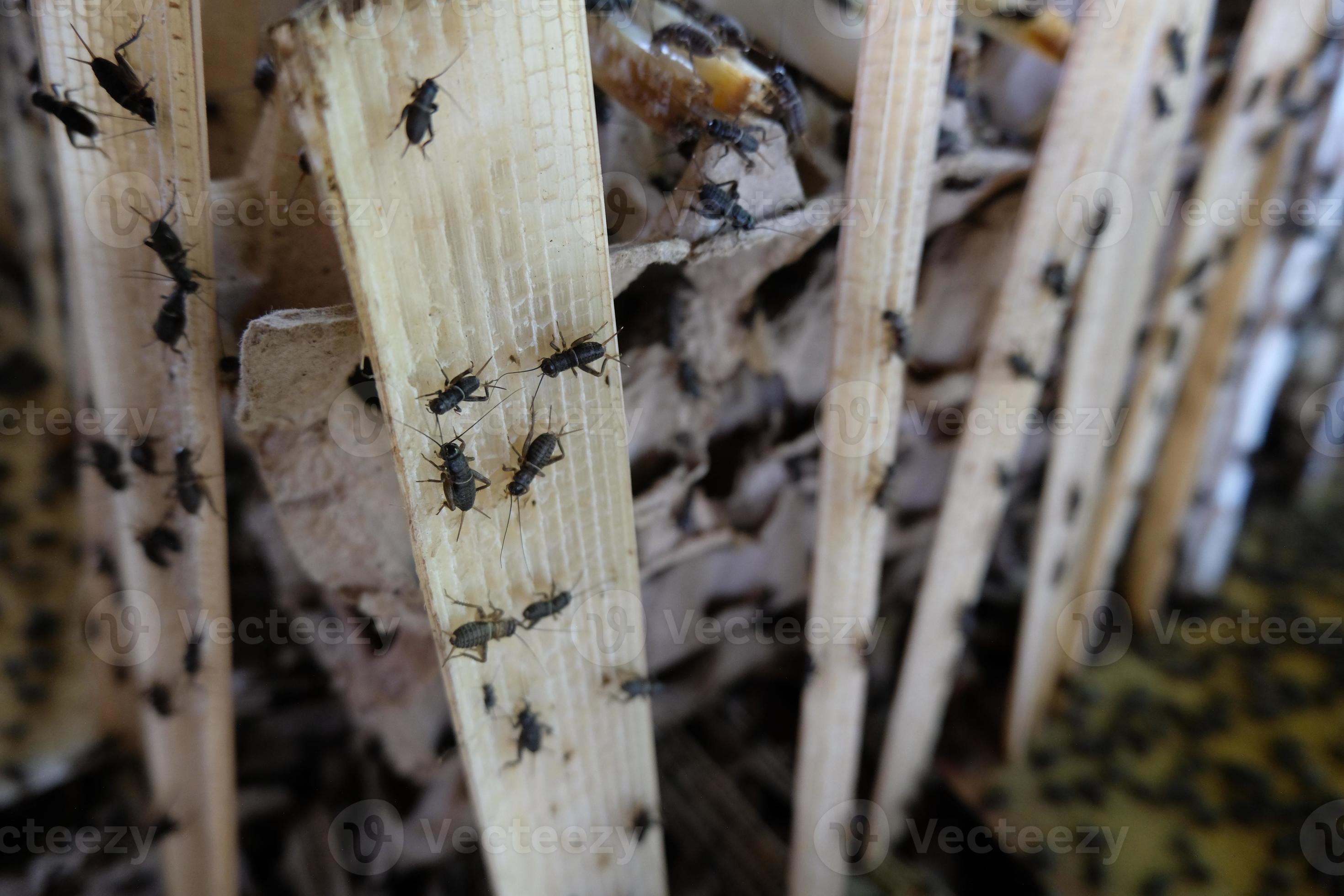 a group of cricket children who are eating their food in a simple ...