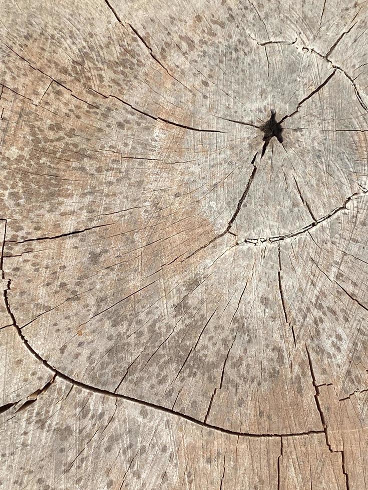 Tree Rings Pattern Stock Photos, Images and Backgrounds for Free Download