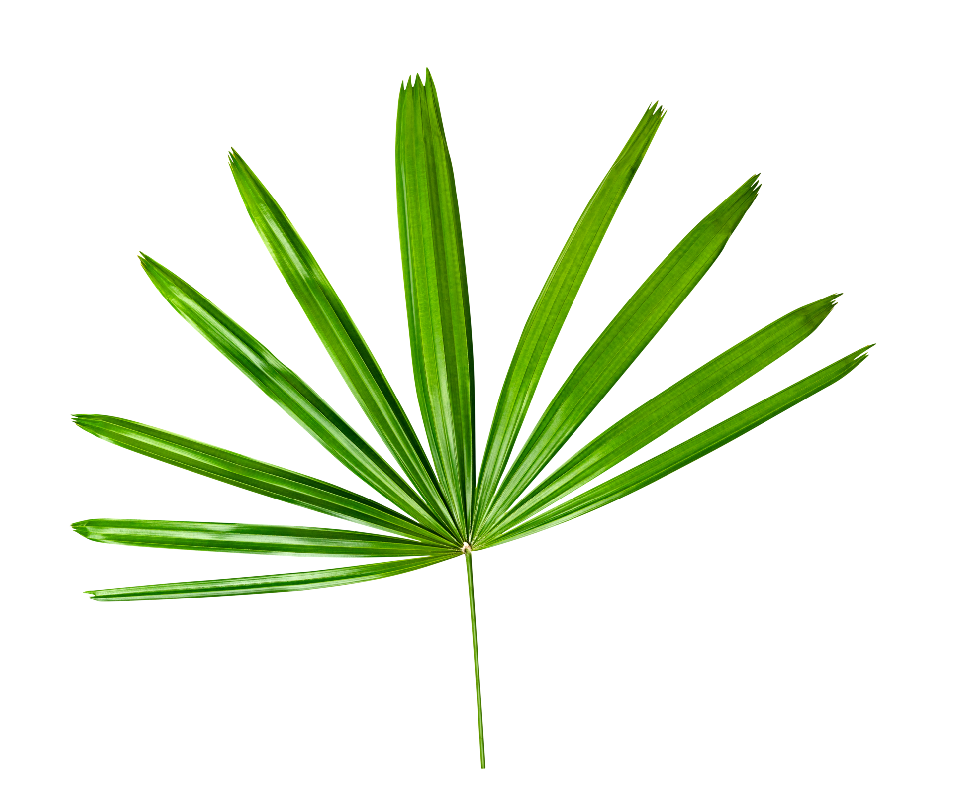 Green Leaves Pattern Leaf Palm Tree Isolated On White Background With