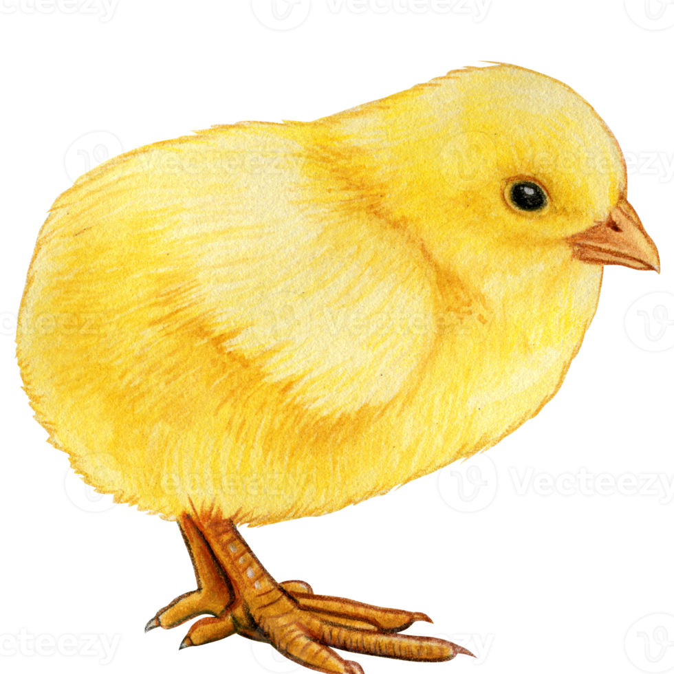 acuarela realista pequeño pollo recién nacido 22796360 PNG