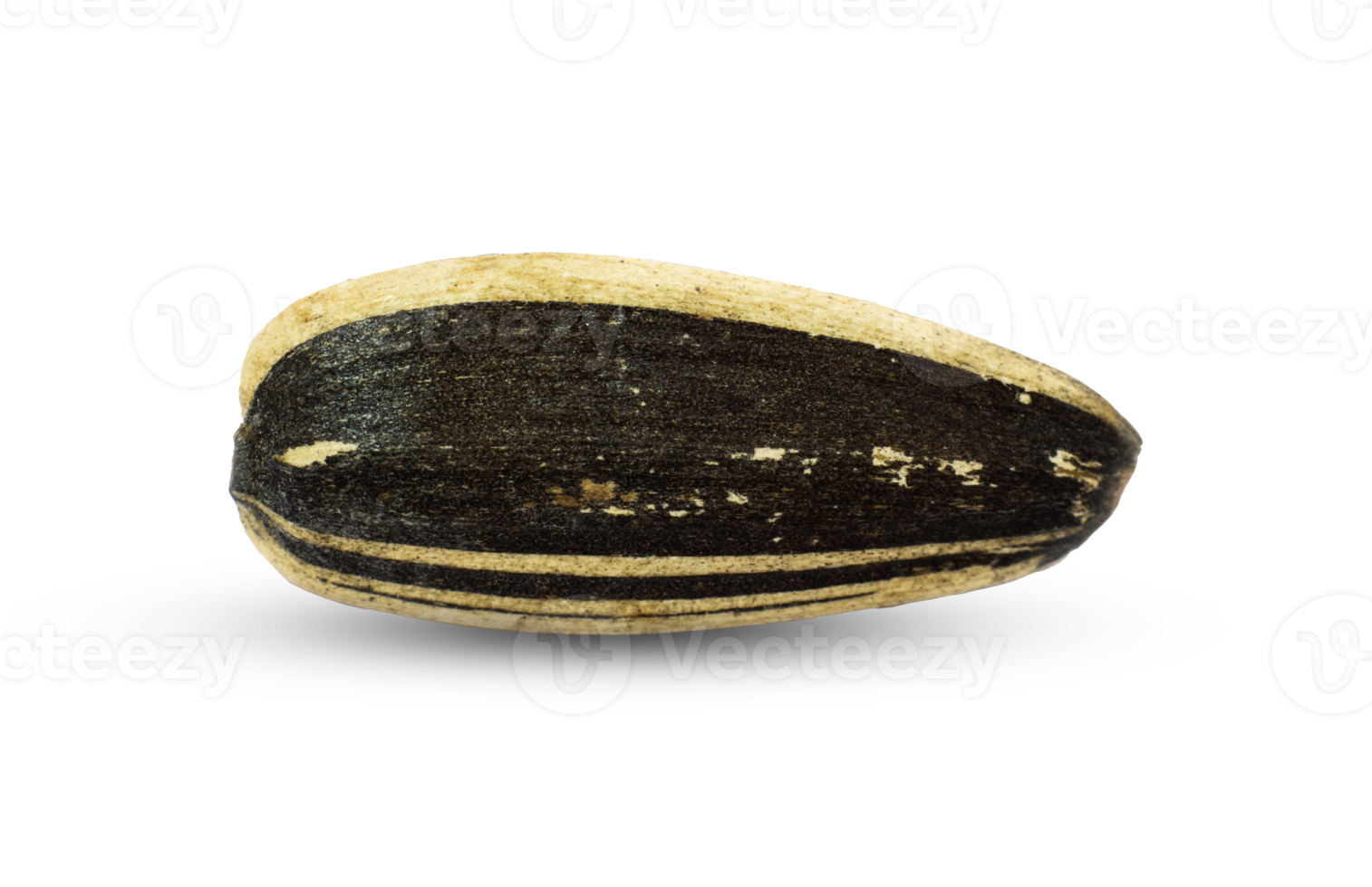 sunflower seeds macro transparent background 22803820 PNG