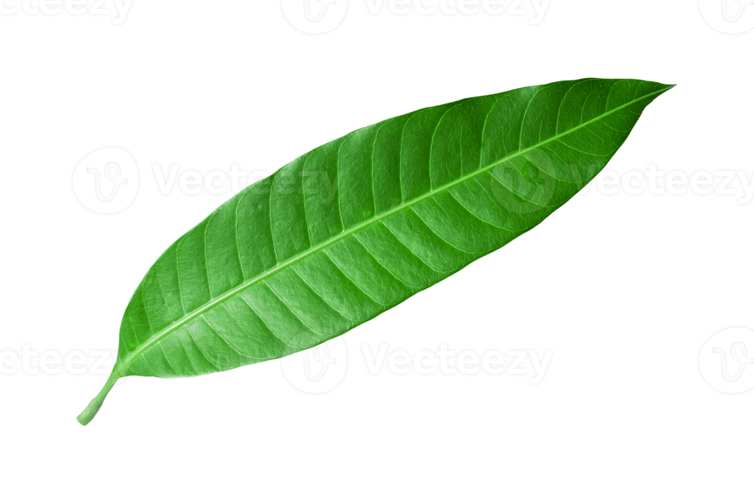 mango leaves isolated on transparent background 22803870 PNG mango leaves isolated on transparent background 22803870 PNG