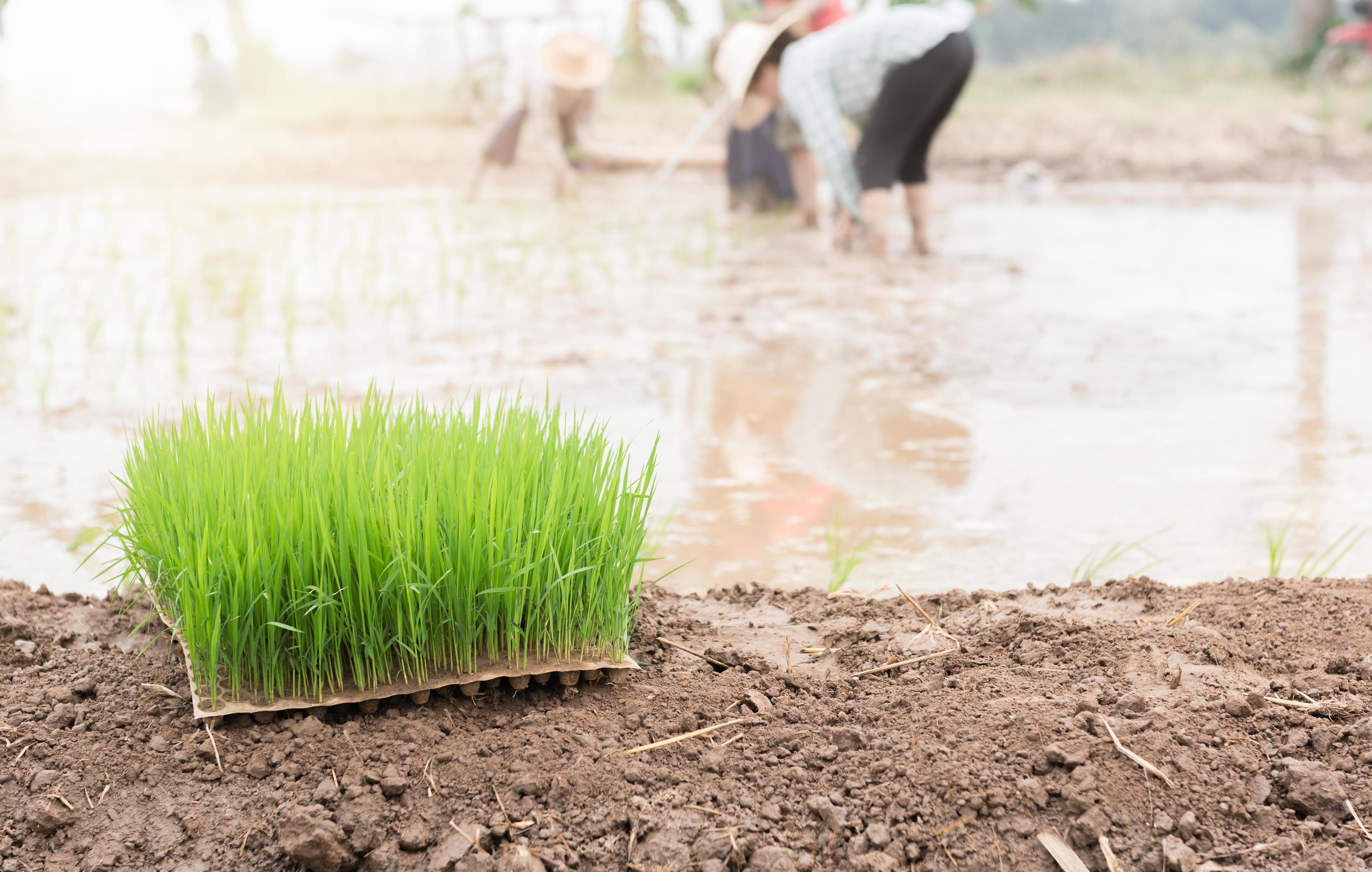 seedlings rice for transplanting paddy field 22845383 Stock Photo at ...