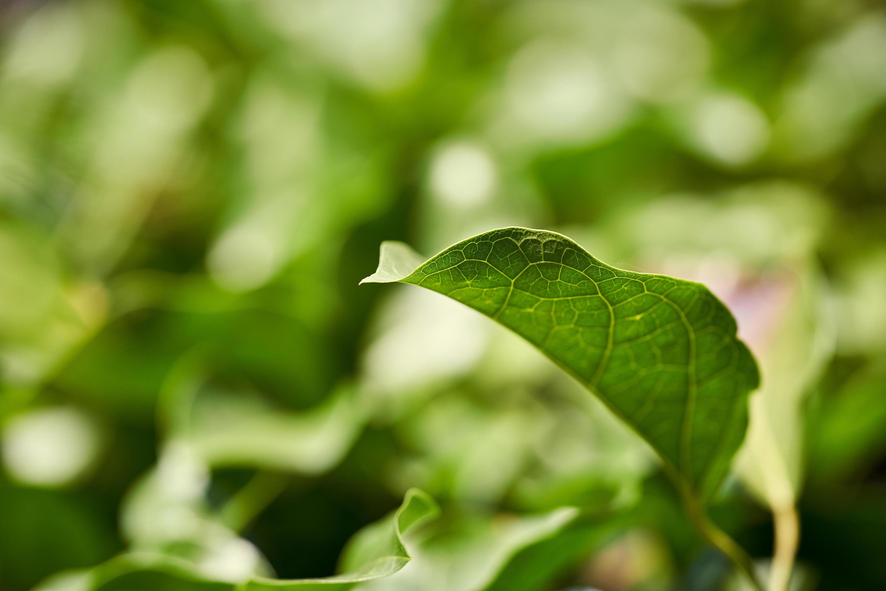close-up beautiful green leaves on blur background shot by macro ... close-up beautiful green leaves on blur background shot by macro ...
