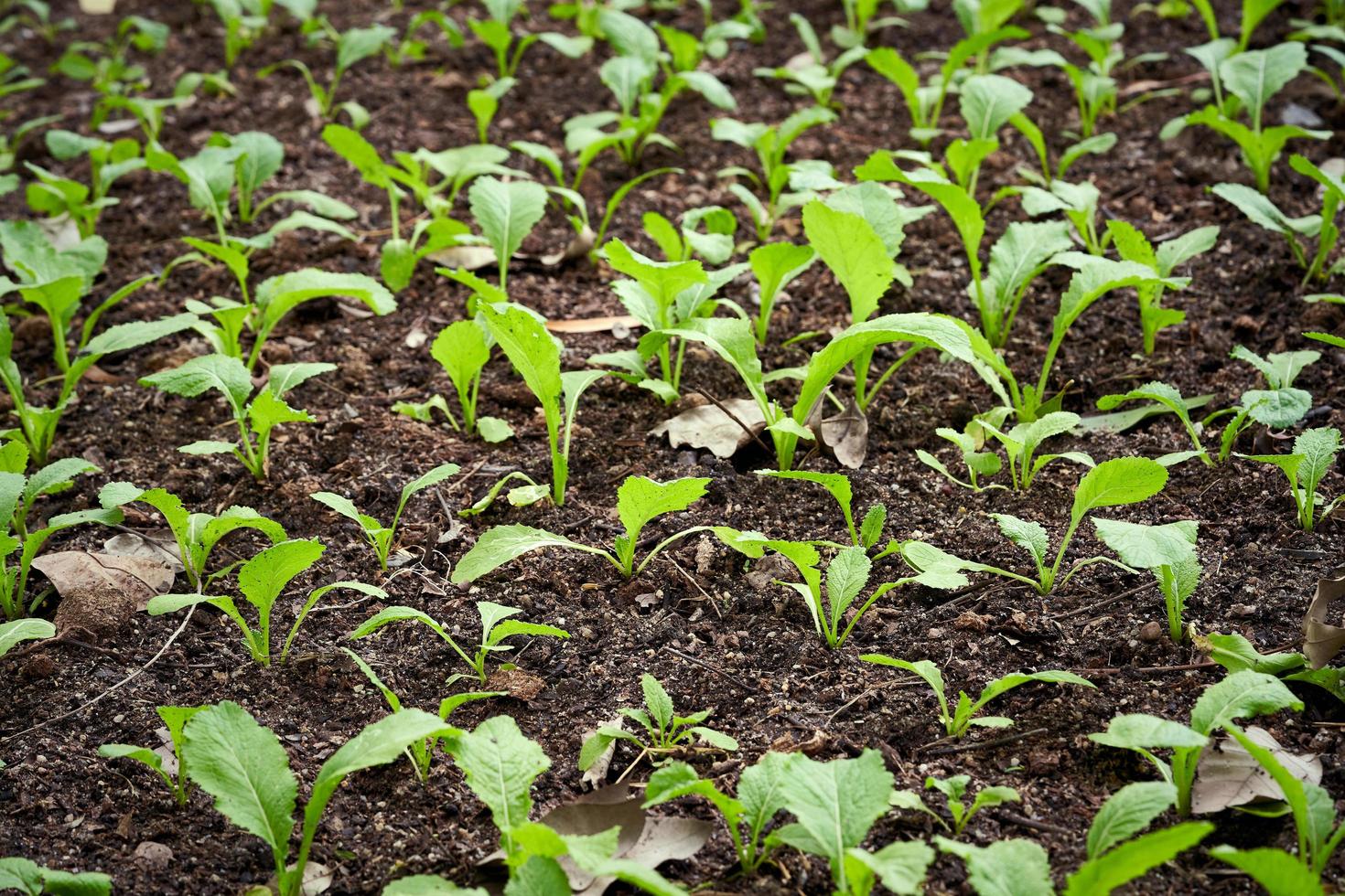 seedlings growing in a field background 22850910 Stock Photo at Vecteezy