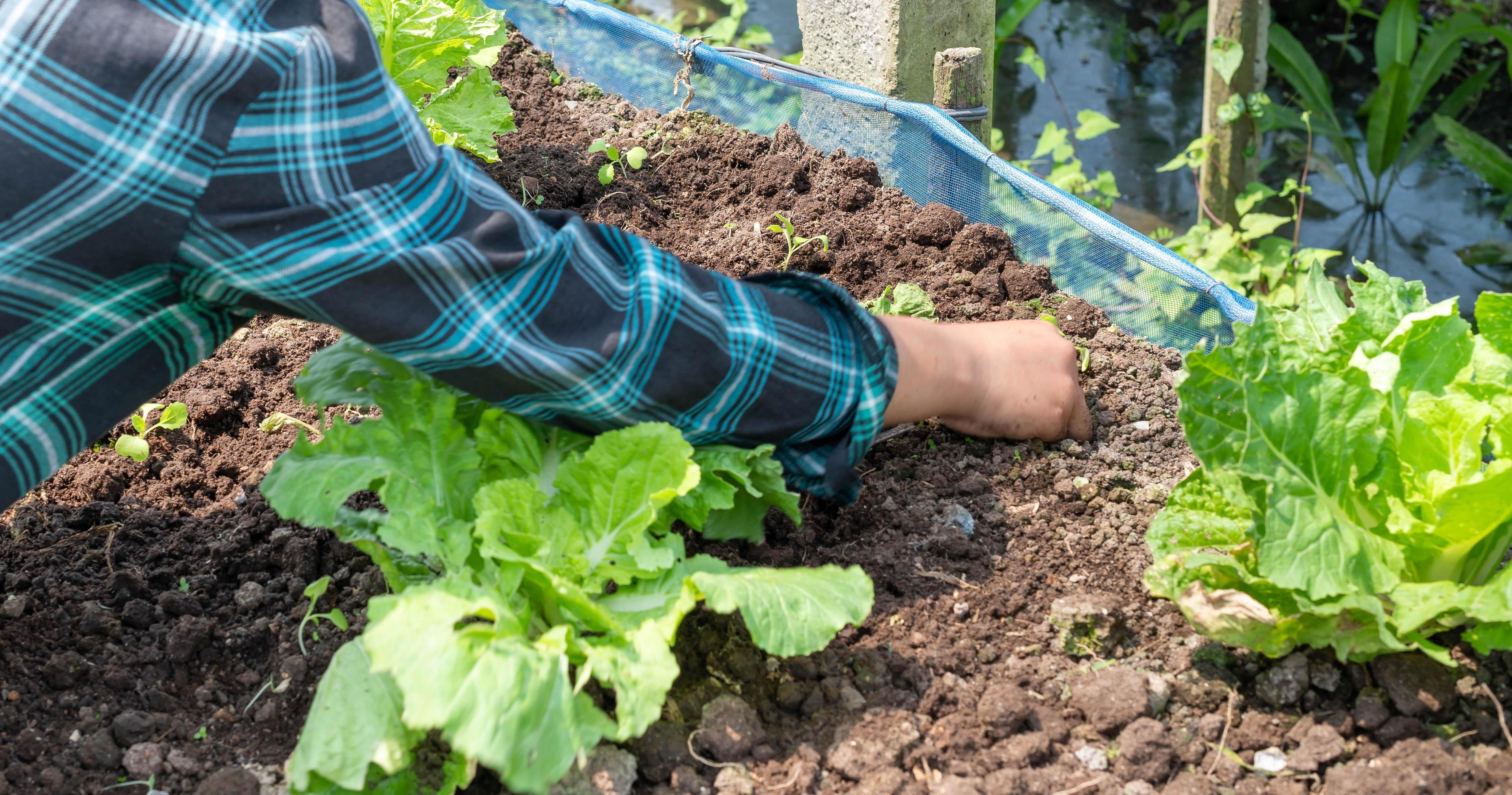 Close Up Farmer Female Hand Planting Sprout With The Green Lettuce In