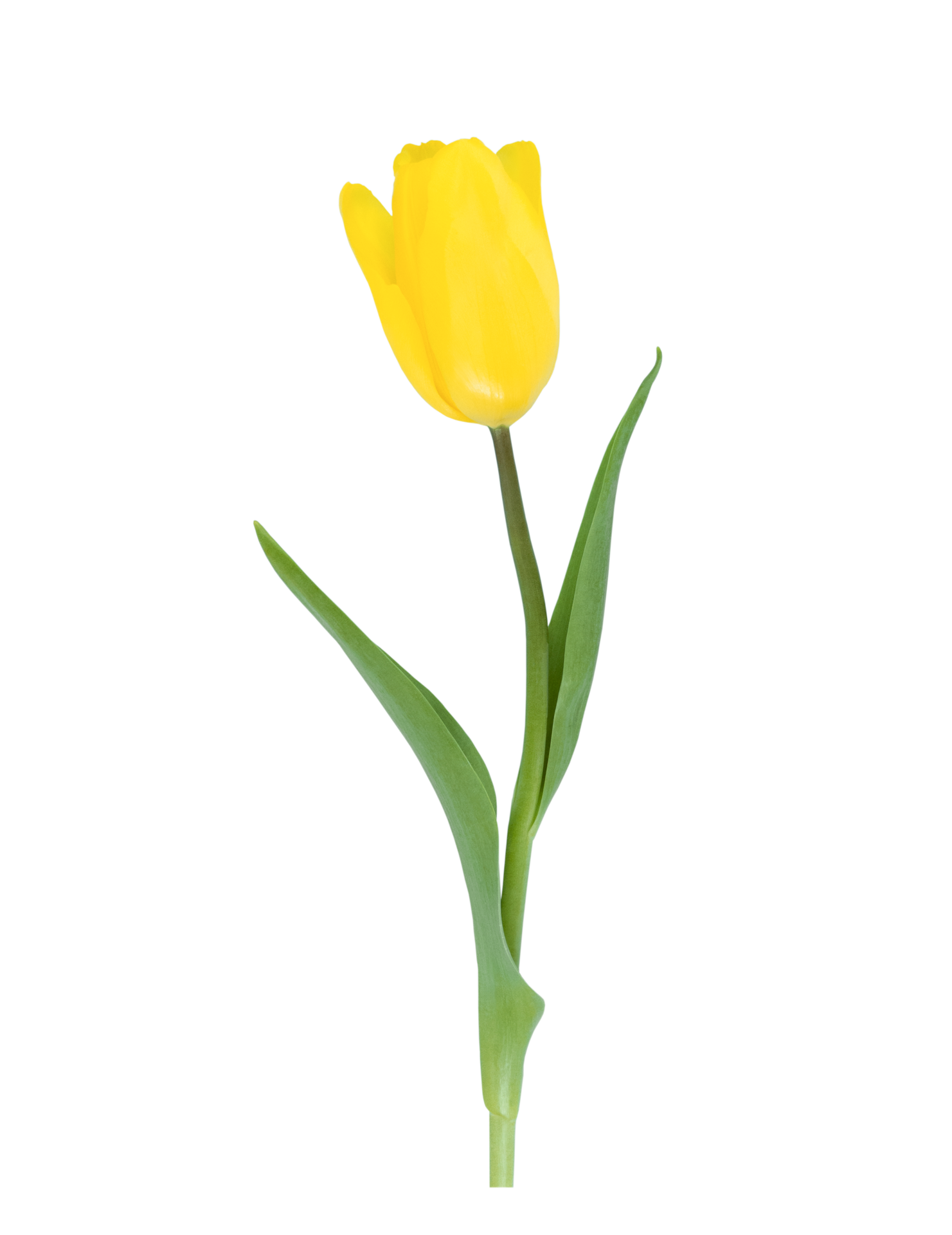 One yellow tulip isolated on transparent background. Stock photo ...