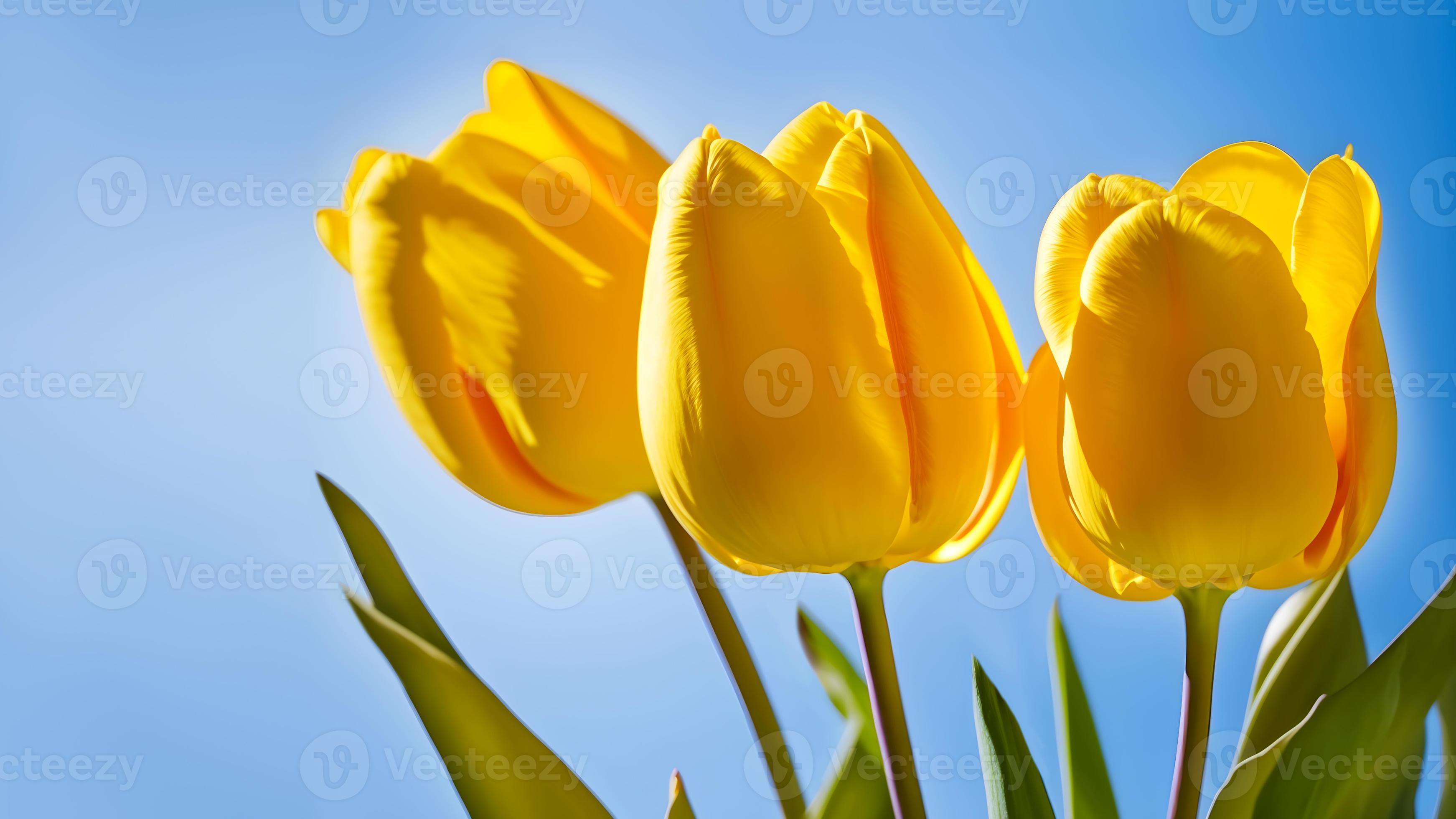 Beautiful Tulip Flower Image
