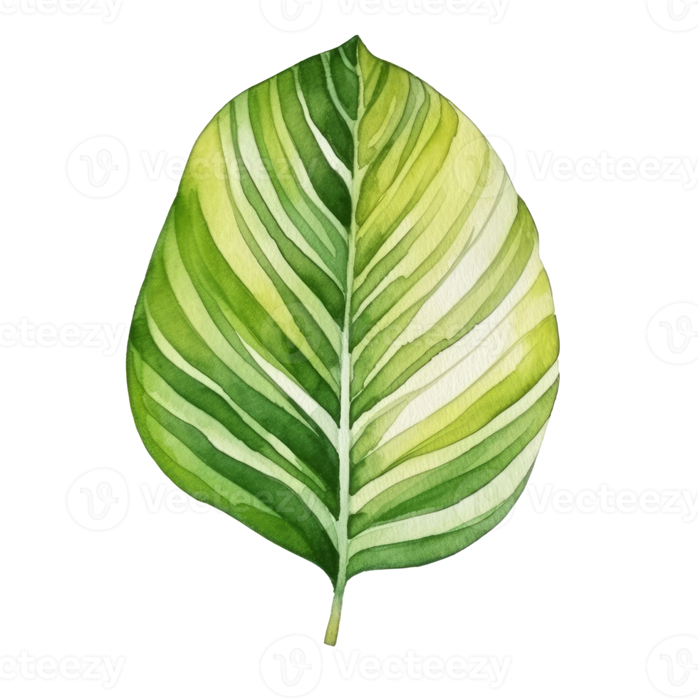 Tropical palm leaf watercolor. 22917519 PNG Tropical palm leaf watercolor. 22917519 PNG