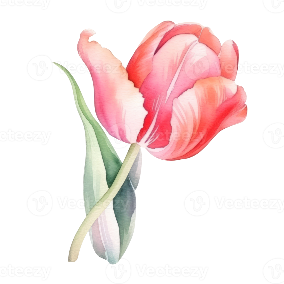 Watercolor tulip flower. 22918201 PNG