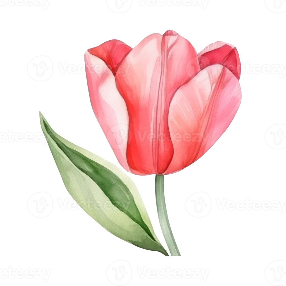 Watercolor tulip flower. 22918212 PNG