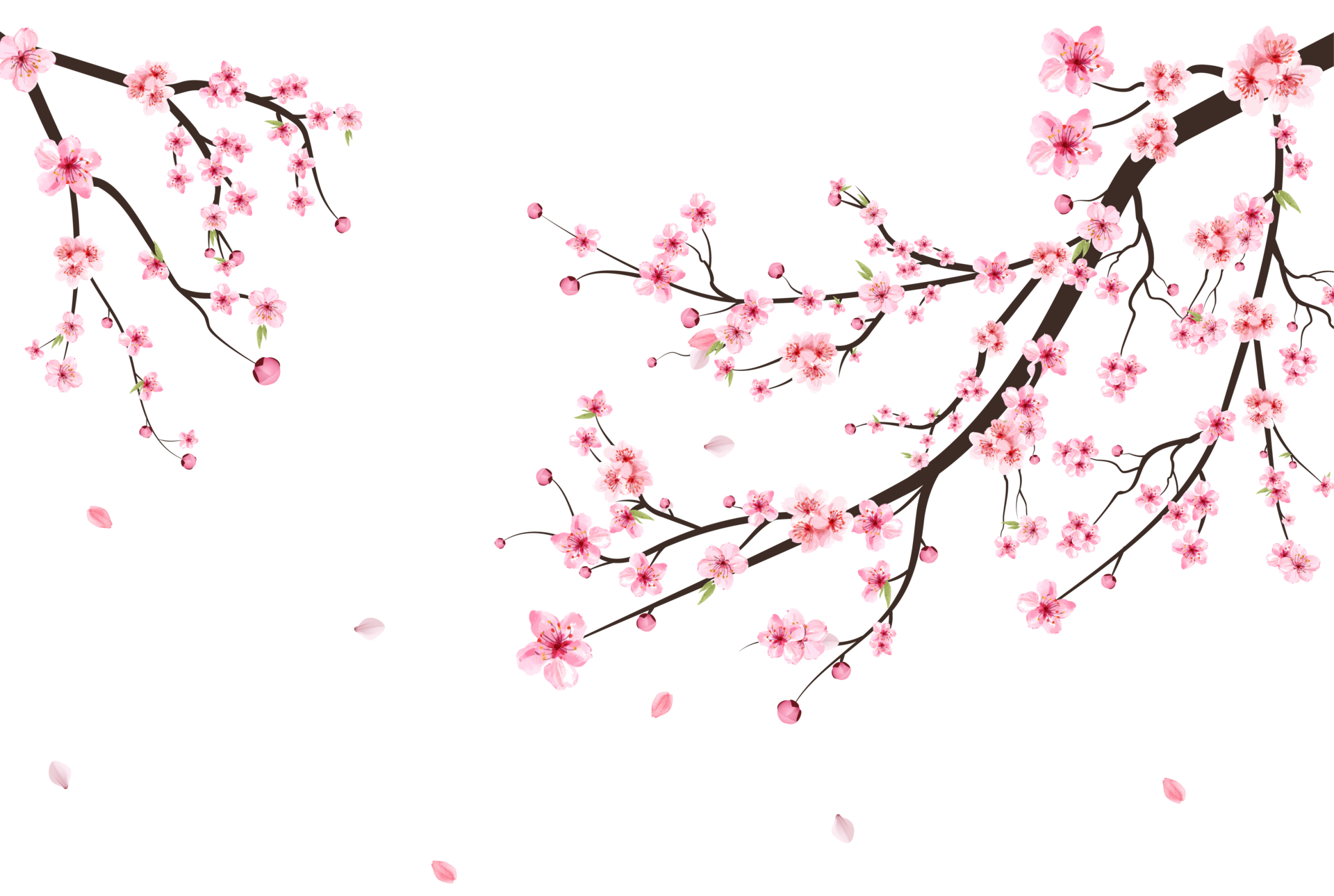 Sakura on transparent background. Watercolor cherry bud PNG. Cherry ... Sakura on transparent background. Watercolor cherry bud PNG. Cherry ...